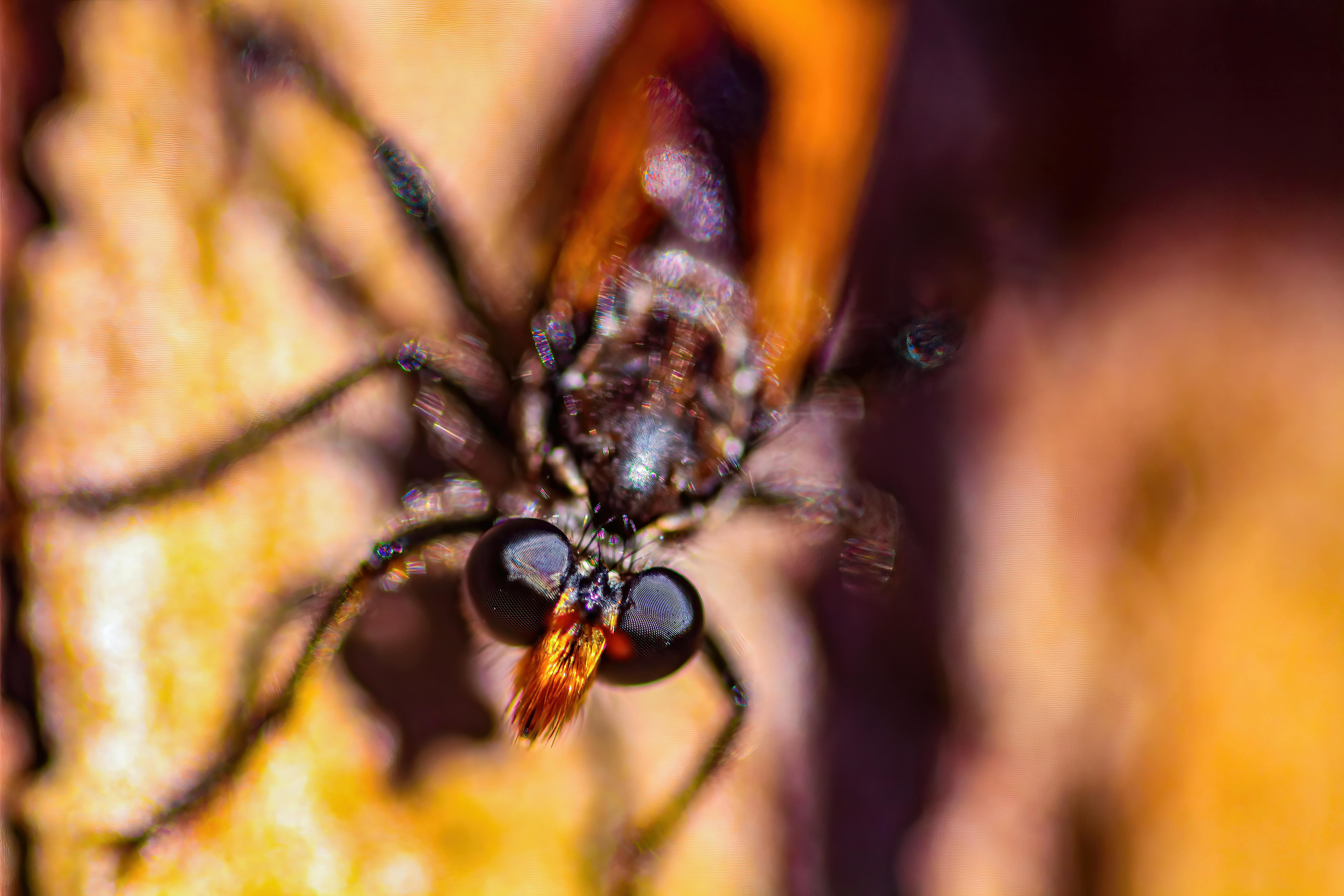 Elliot Connor - Photography