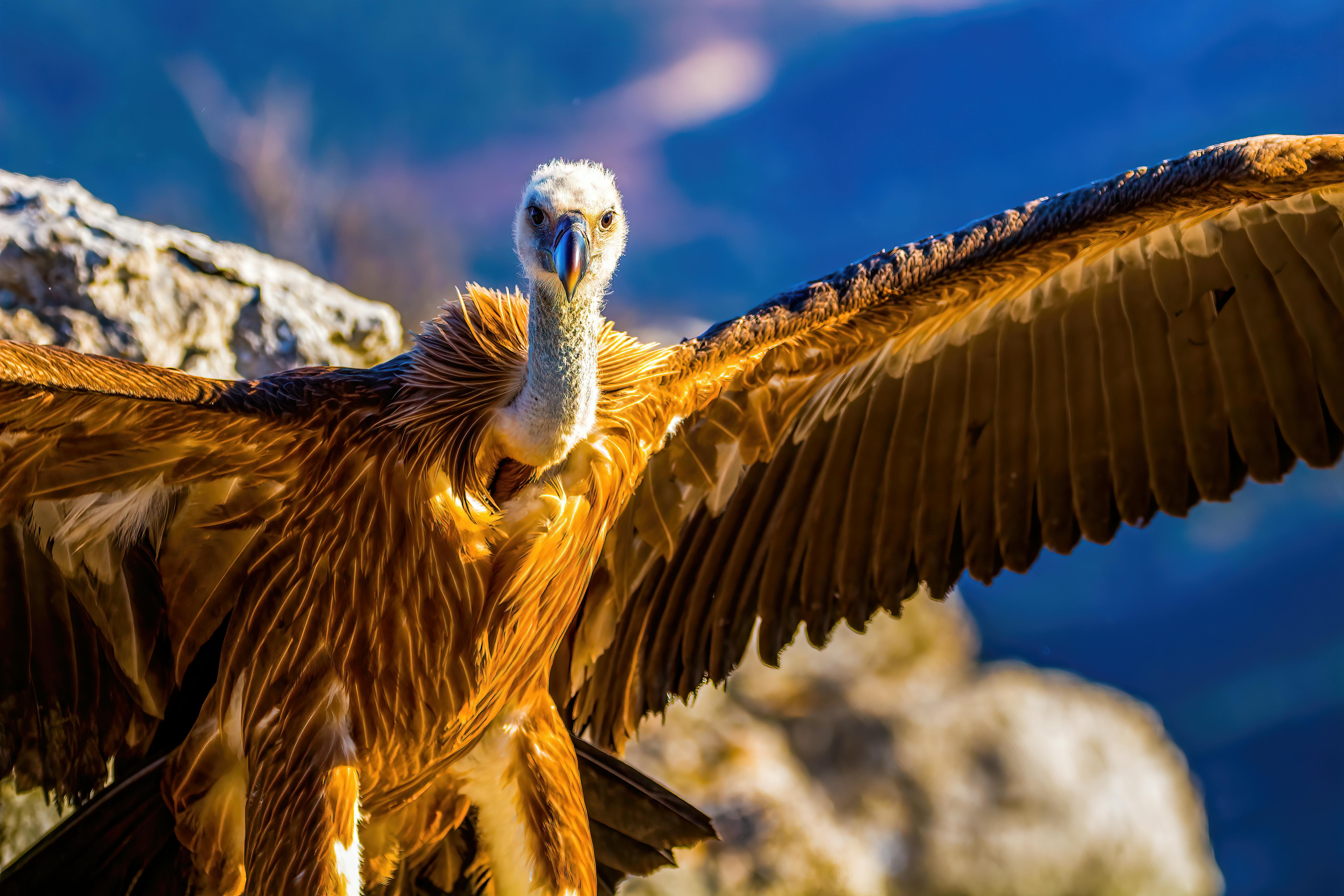 Elliot Connor - 사진