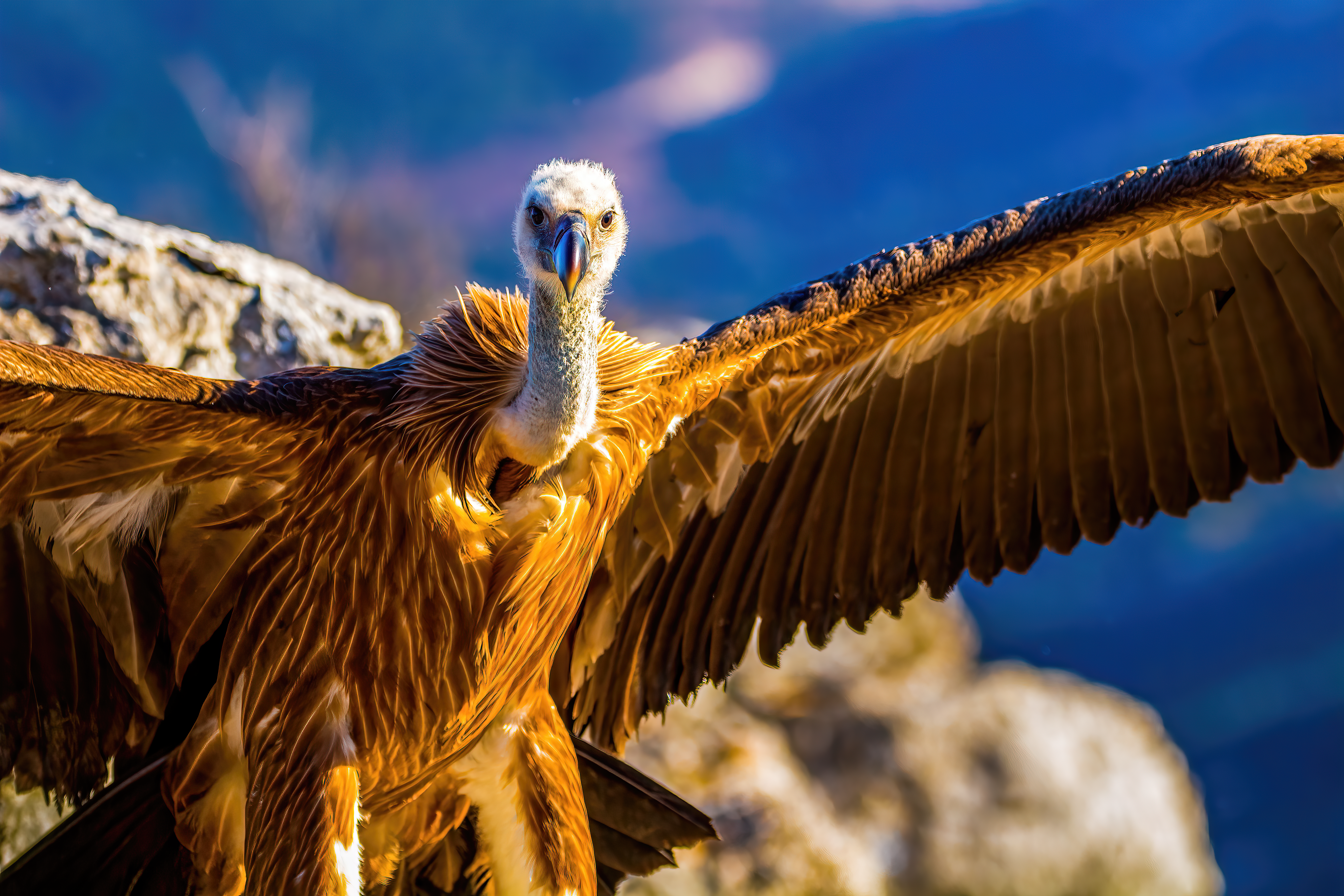 Vulture in a Mountain Valley · Free Stock Photo