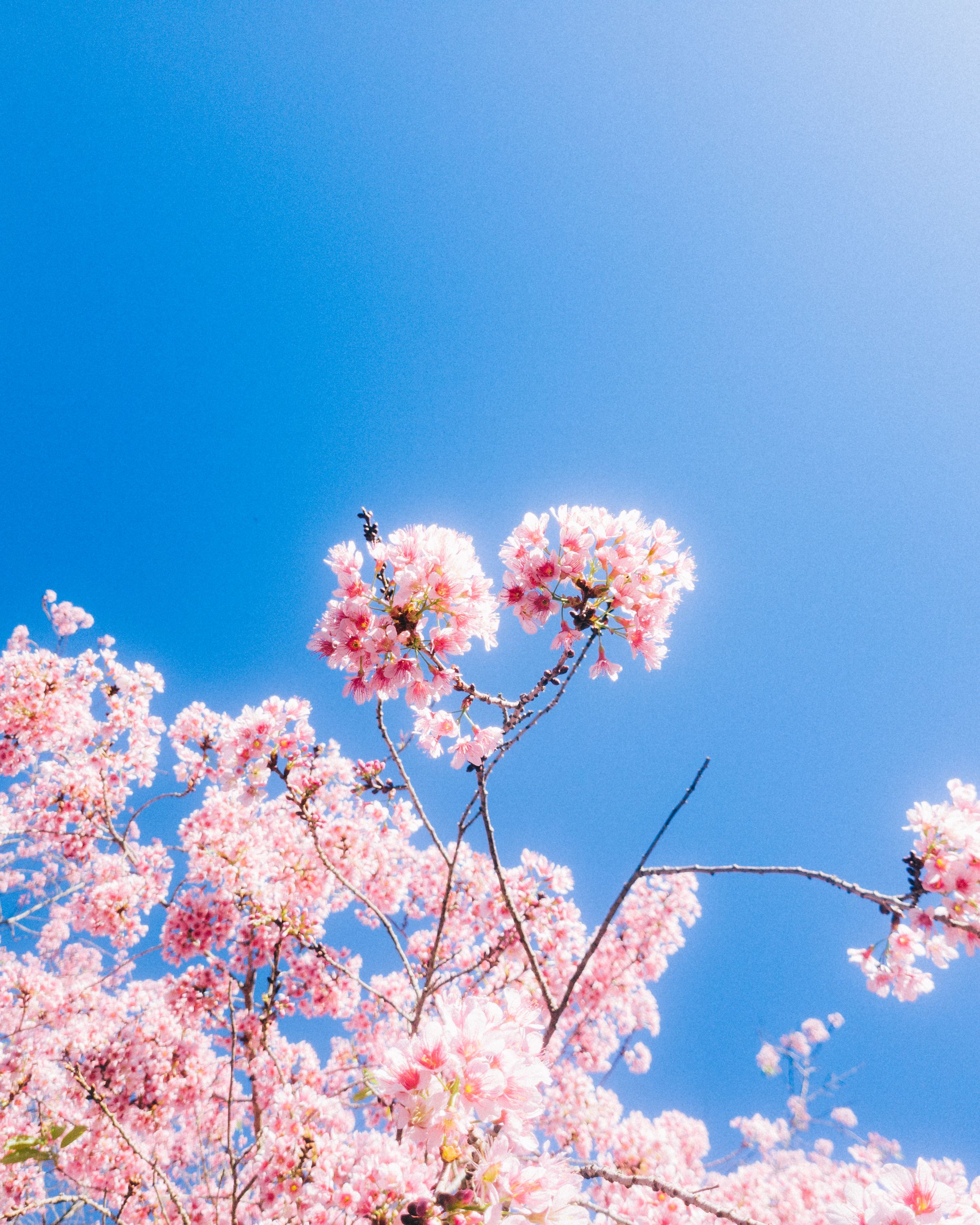 Pink Cherry Blossoms in Spring · Free Stock Photo