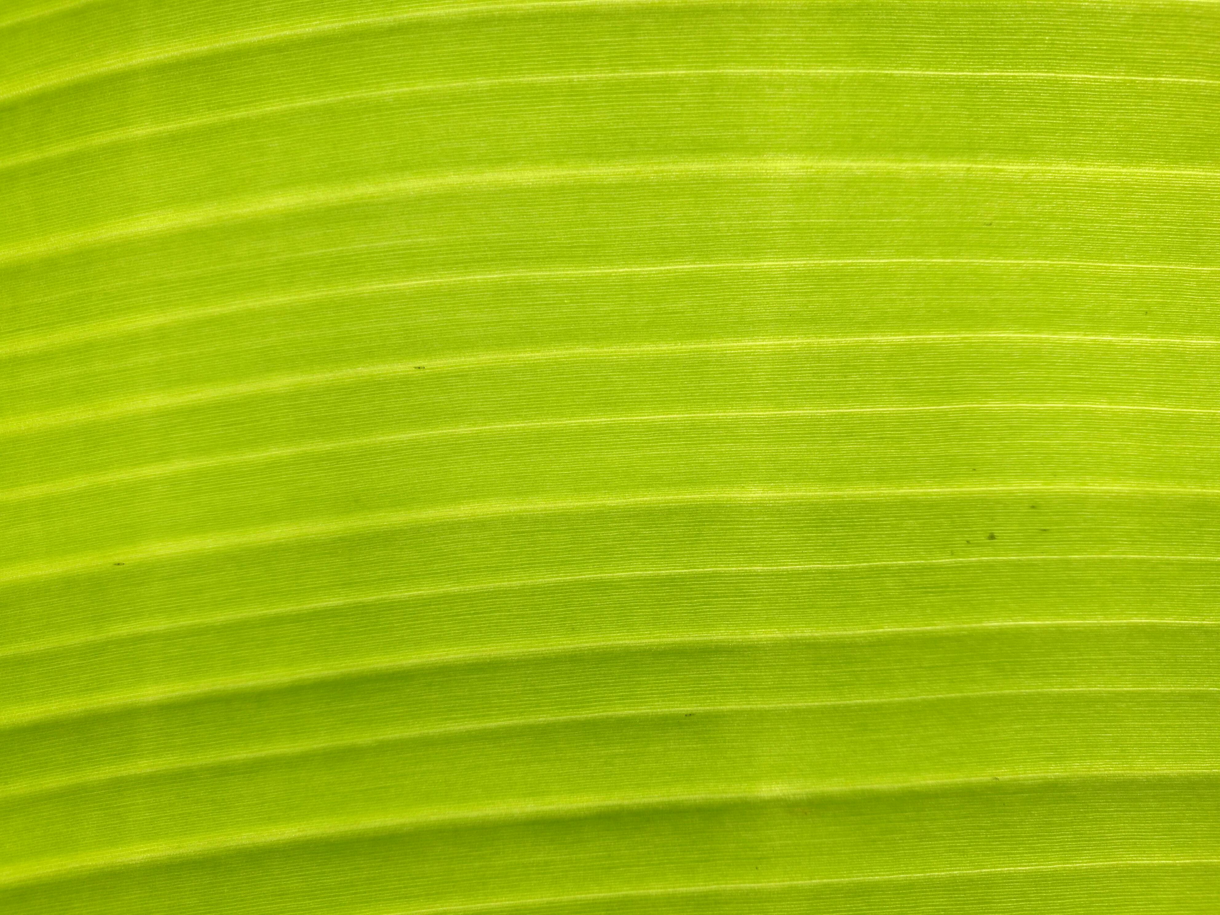 Lines on Green Leaf Surface · Free Stock Photo