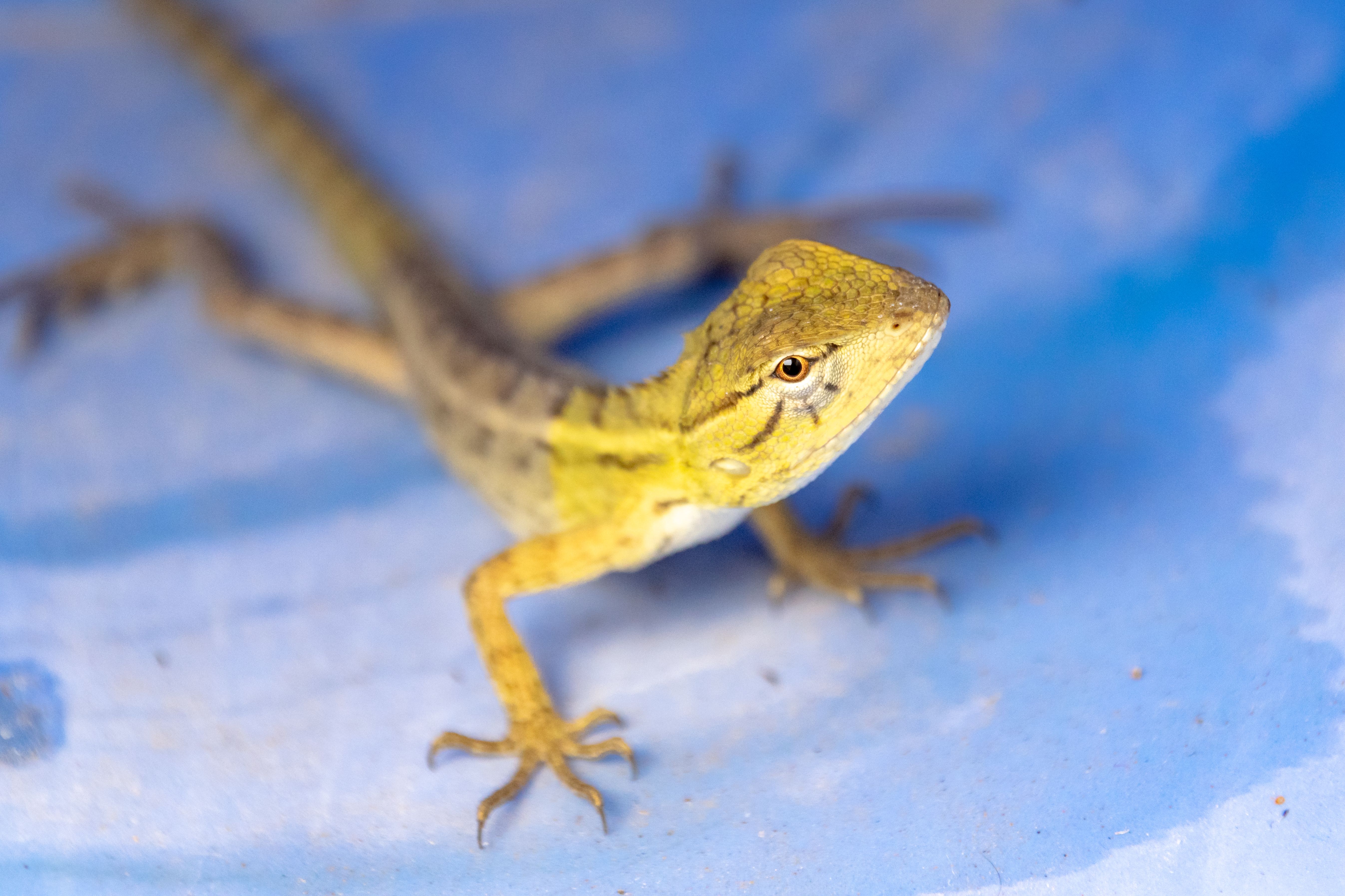 Small Lizard on Blue Background · Free Stock Photo