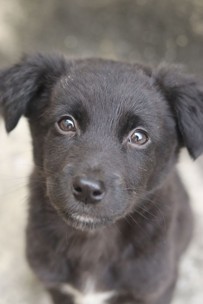 4.000+ Foto Meme Anjing Terbaik · Unduh Gratis 100% · Foto Stok Pexels