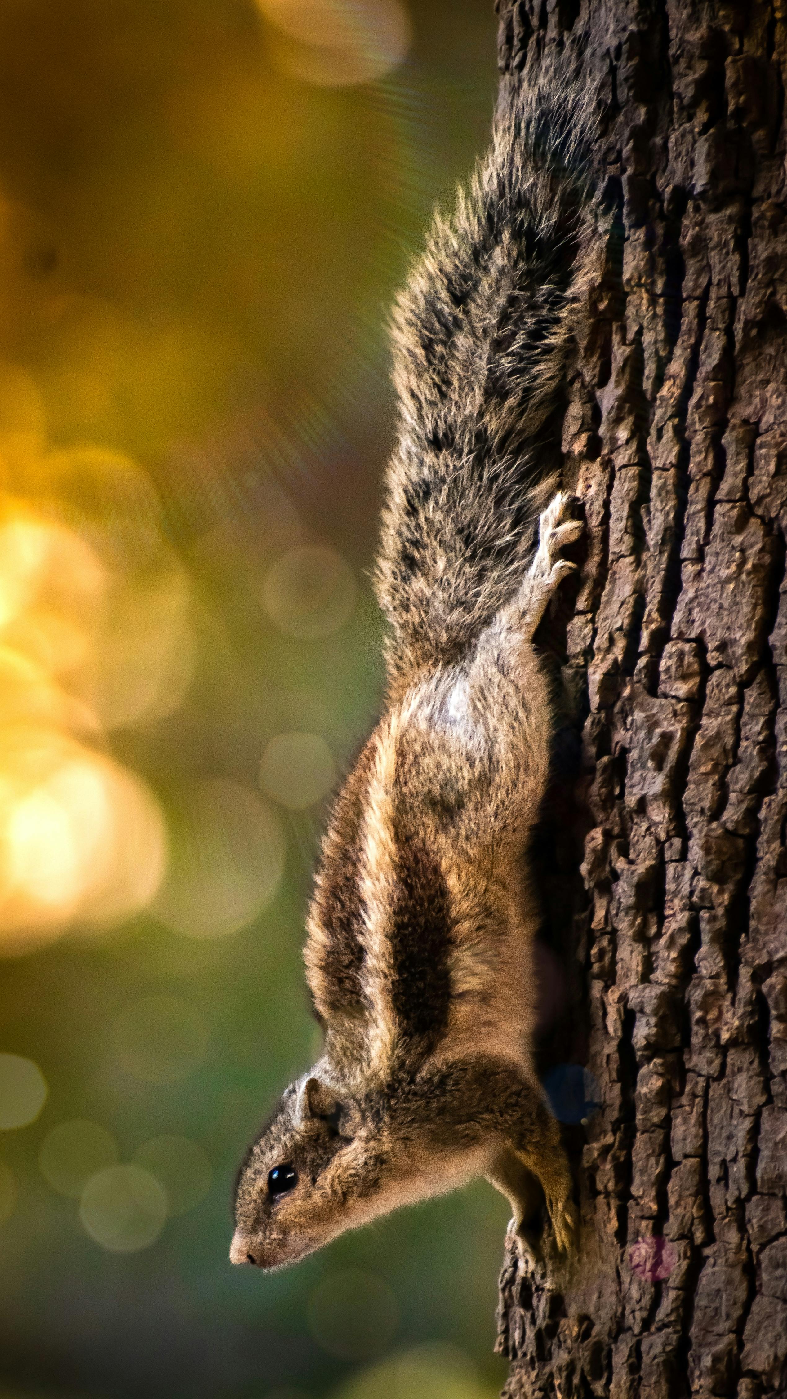 4k 바탕화면, dslr, dslr 카메라, funambulus palmarum, 가을, 가을의 나무, 귀여운, 꼬리, 꽃 피는 ...