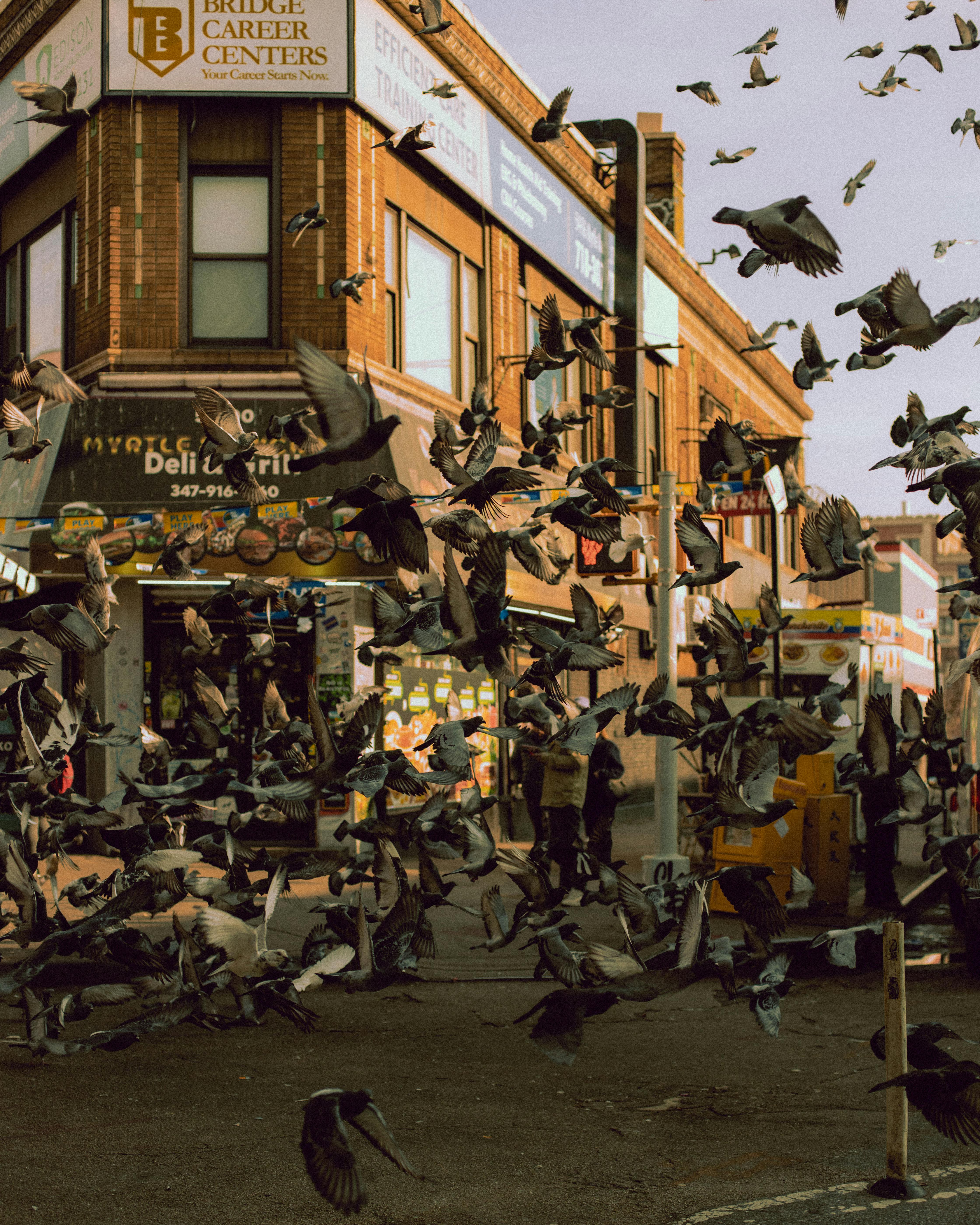 Flock of Pigeons Flying over Building in Town · Free Stock Photo