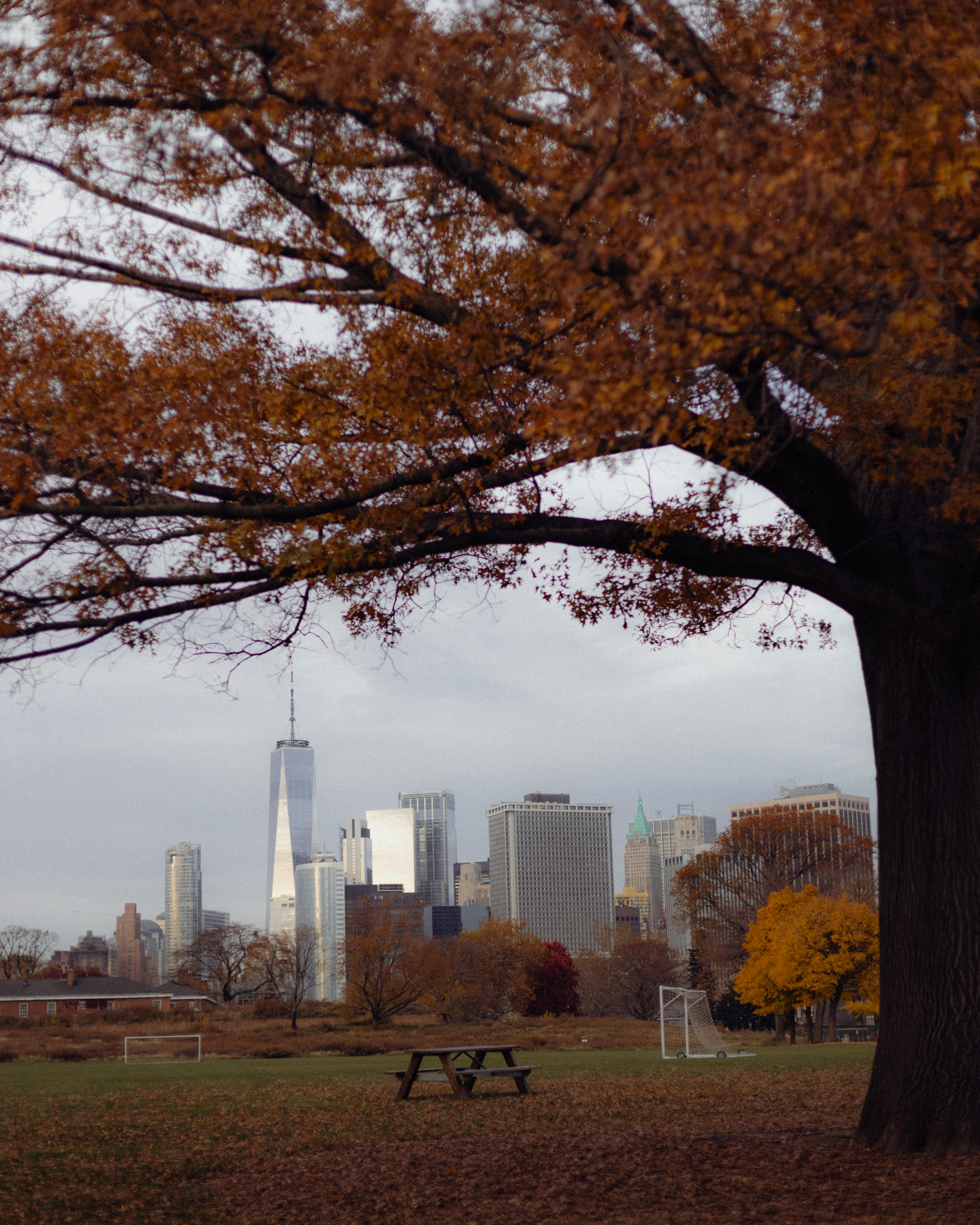 Autumn Tree in Park and New York Skyscrapers behind · Free Stock Photo