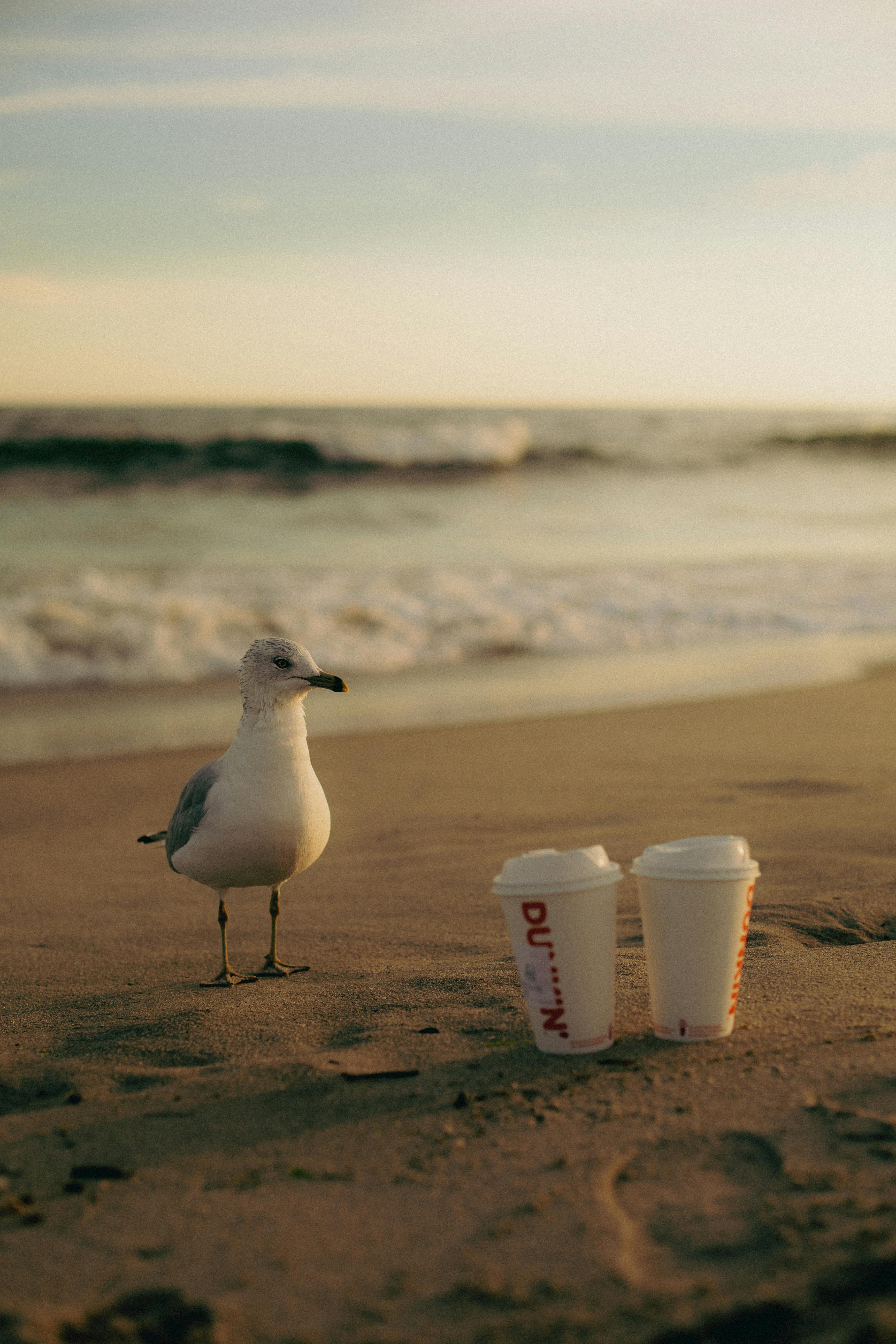 Seagull near Cups on Beach · Free Stock Photo