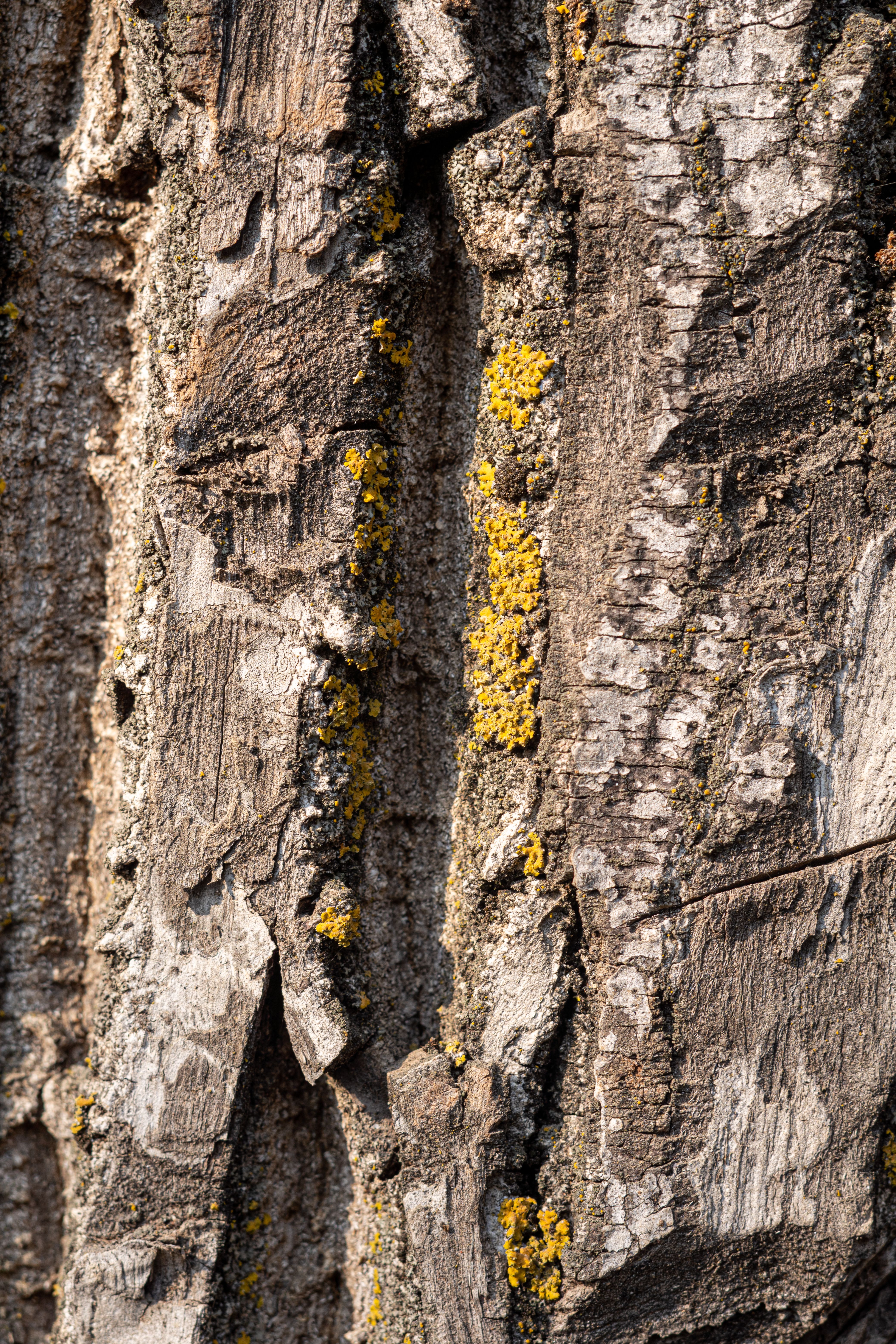 Plants on Barren Rock Wall · Free Stock Photo