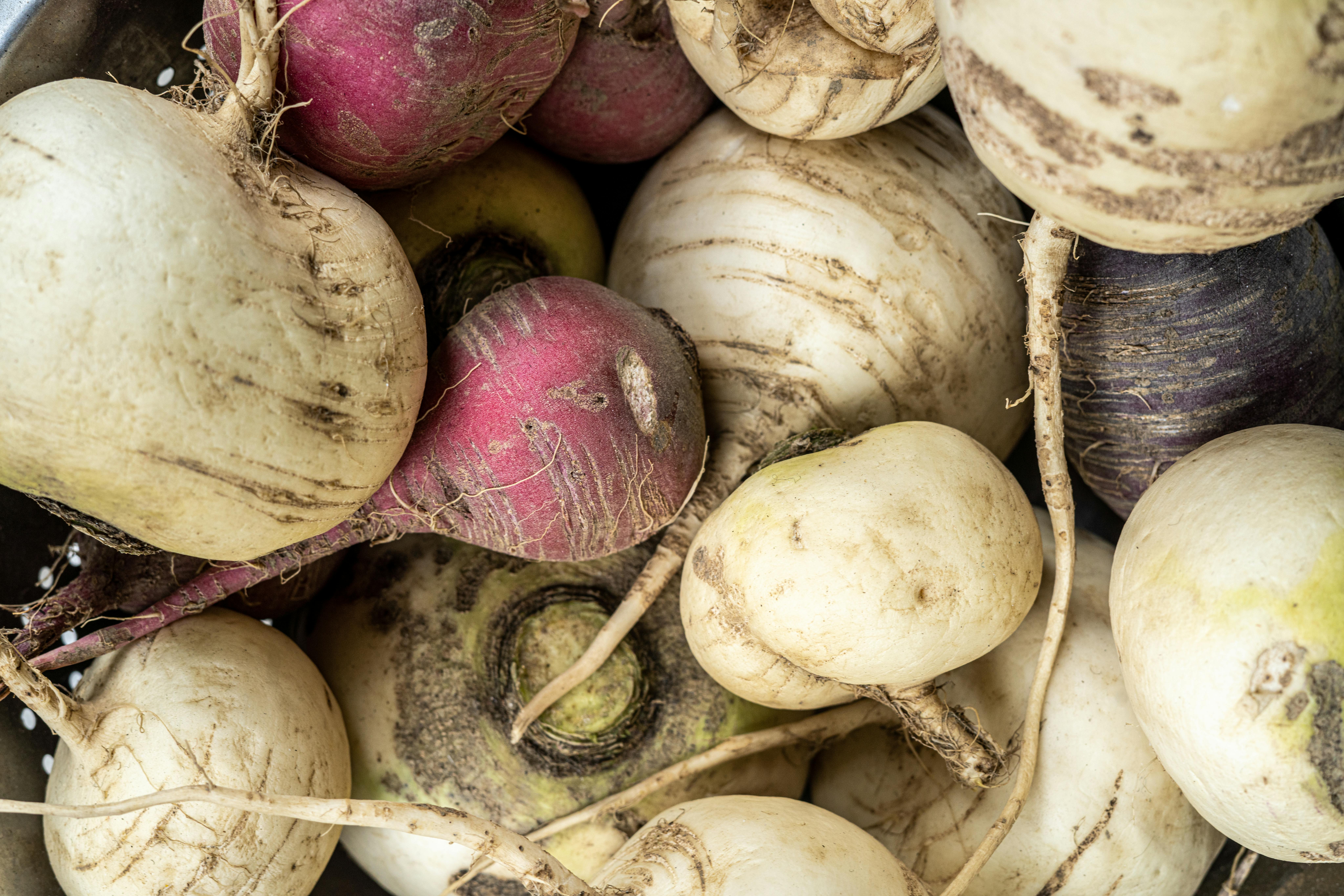 White Turnip Photos, Download The BEST Free White Turnip Stock Photos ...