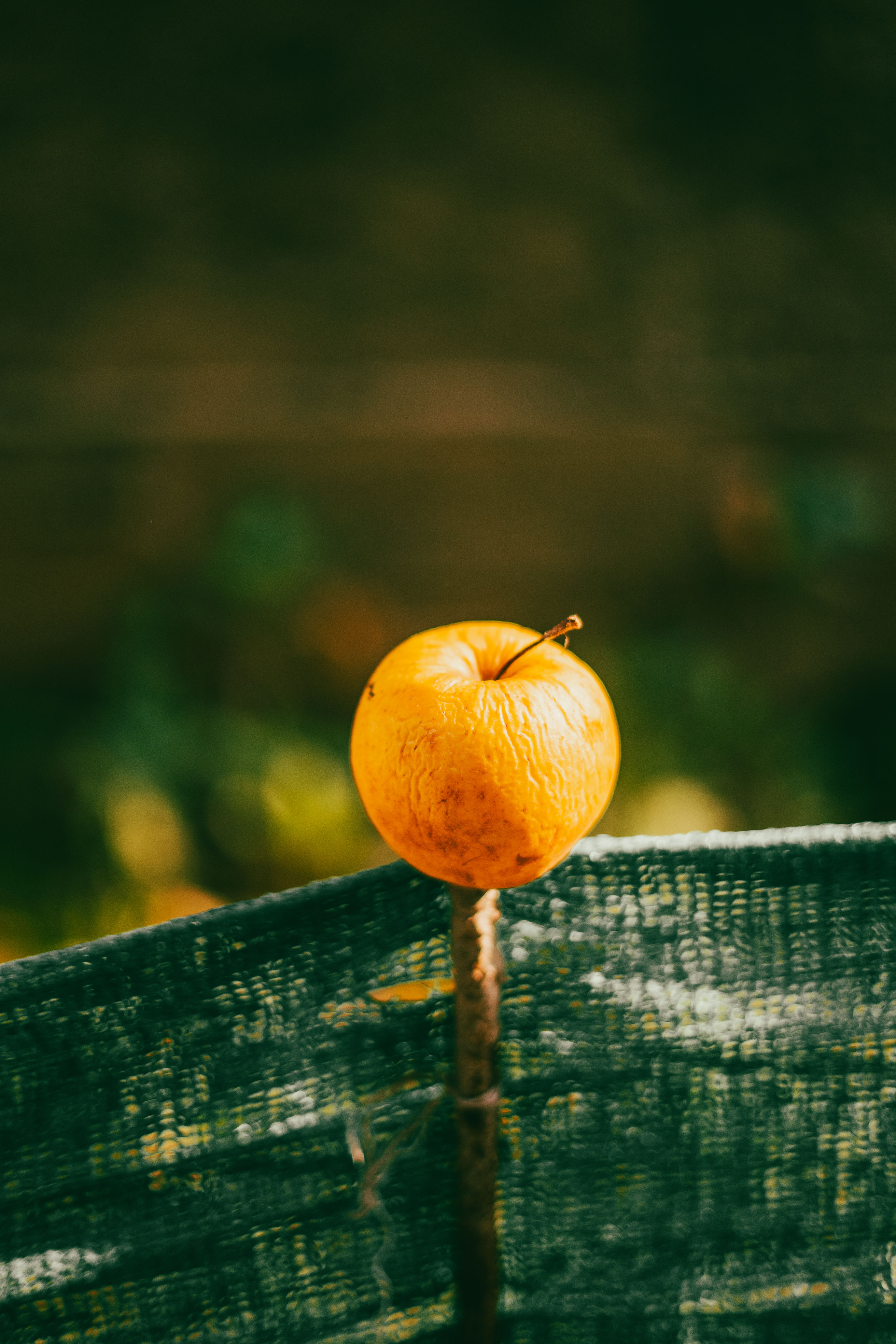 Close-up of an Apple on a Stick · Free Stock Photo