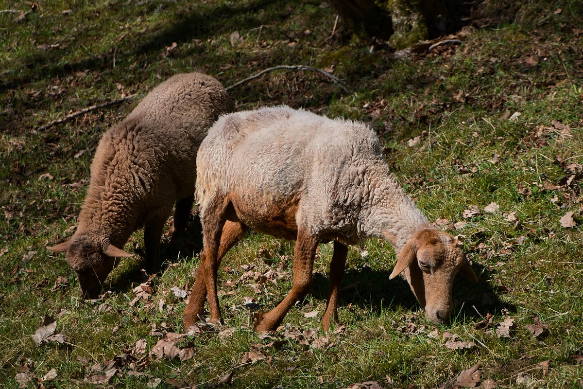 Sheep Wallpaper Photos, Download The BEST Free Sheep Wallpaper Stock ...