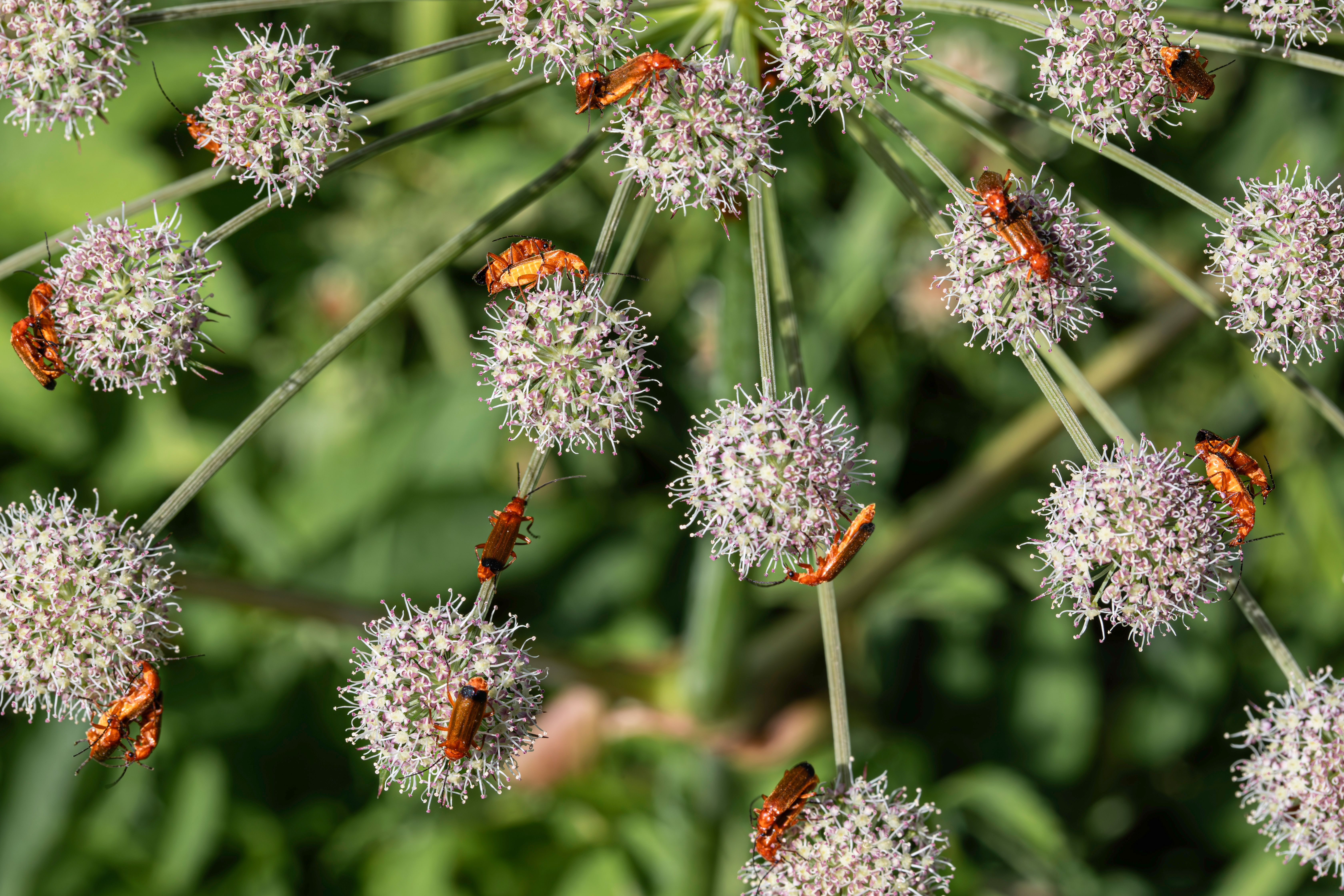 Mealy Bugs on Orchids: Prevention Tips and Control Methods