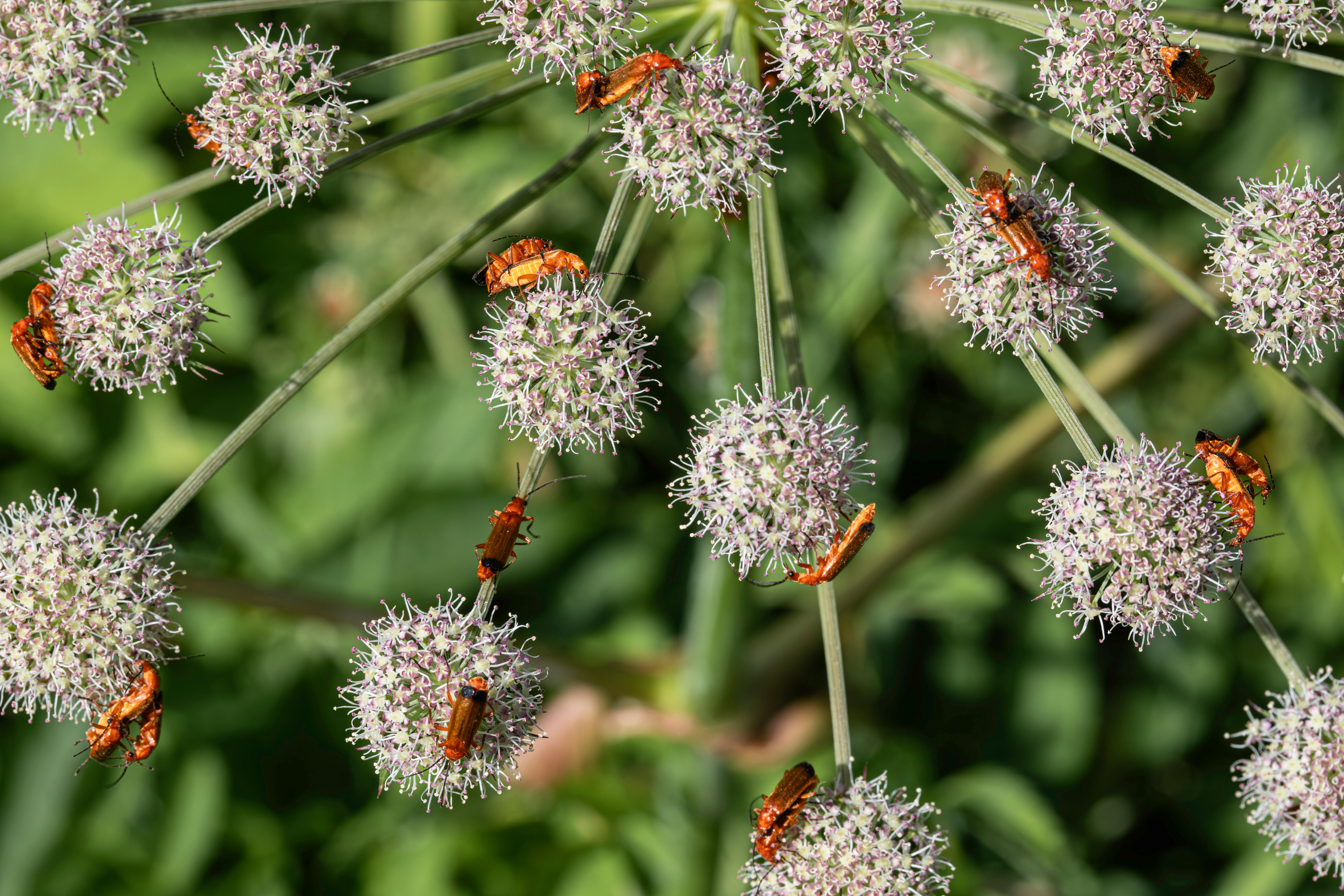 4k Wallpaper Insects Photos, Download The BEST Free 4k Wallpaper ...