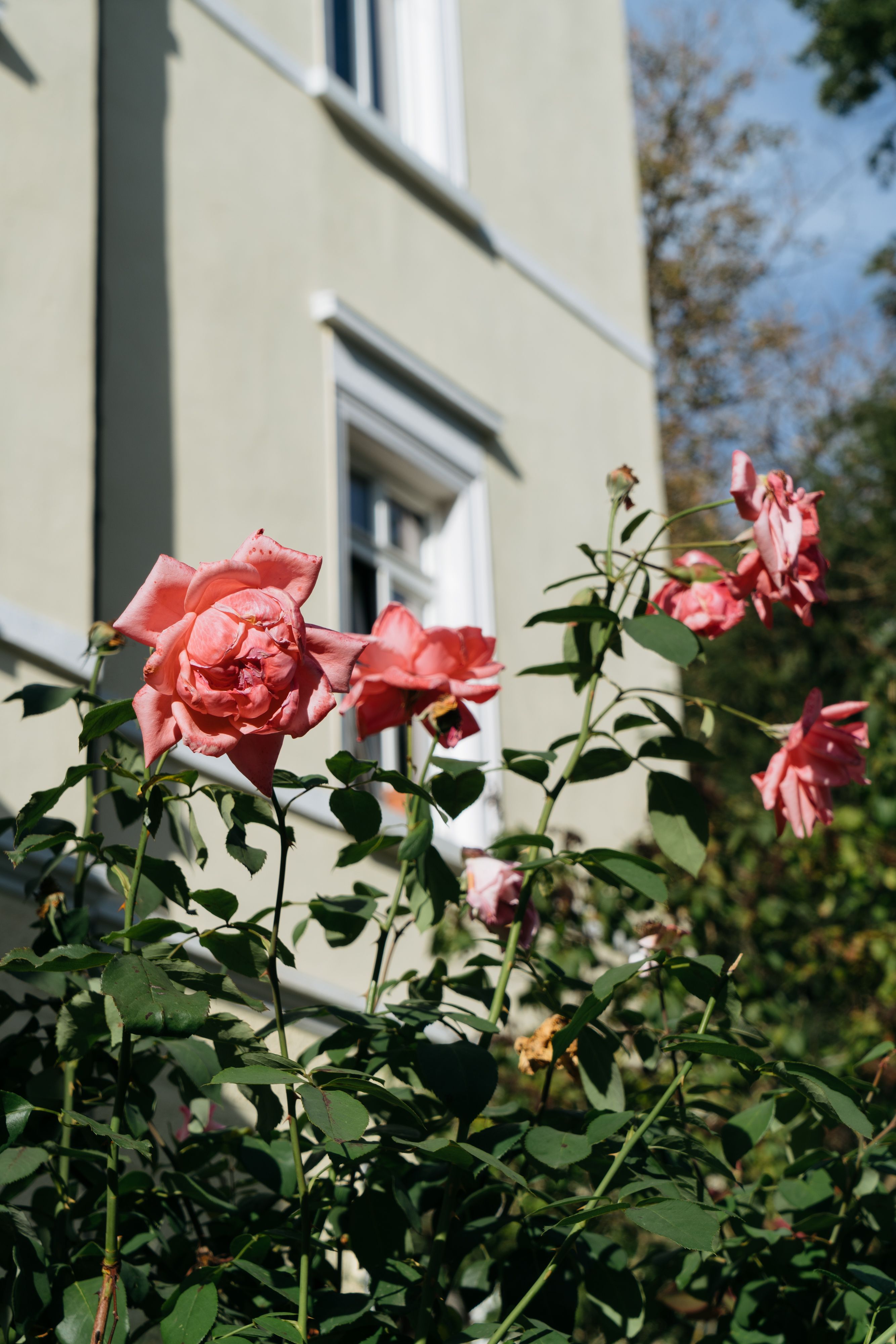 Rose Shrub by Residential Building · Free Stock Photo