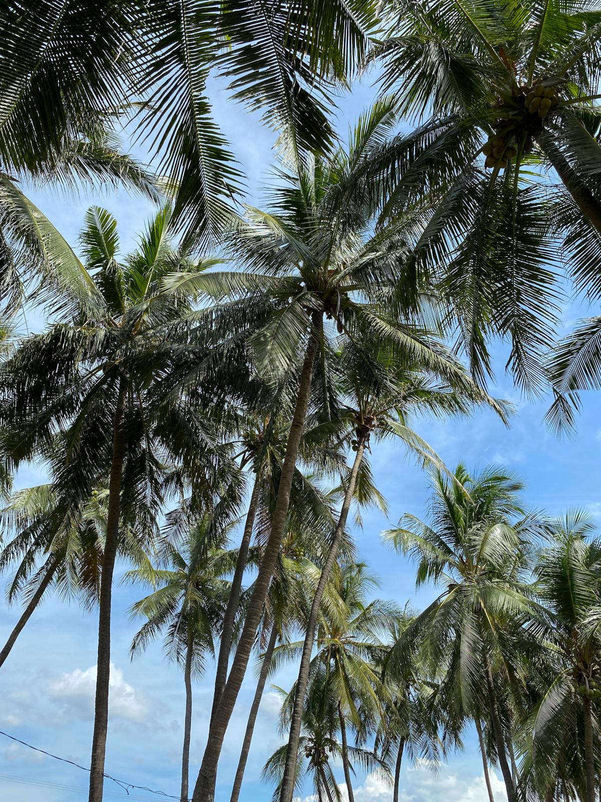 Tropical Lock Screen Wallpaper Photos, Download The BEST Free Tropical ...