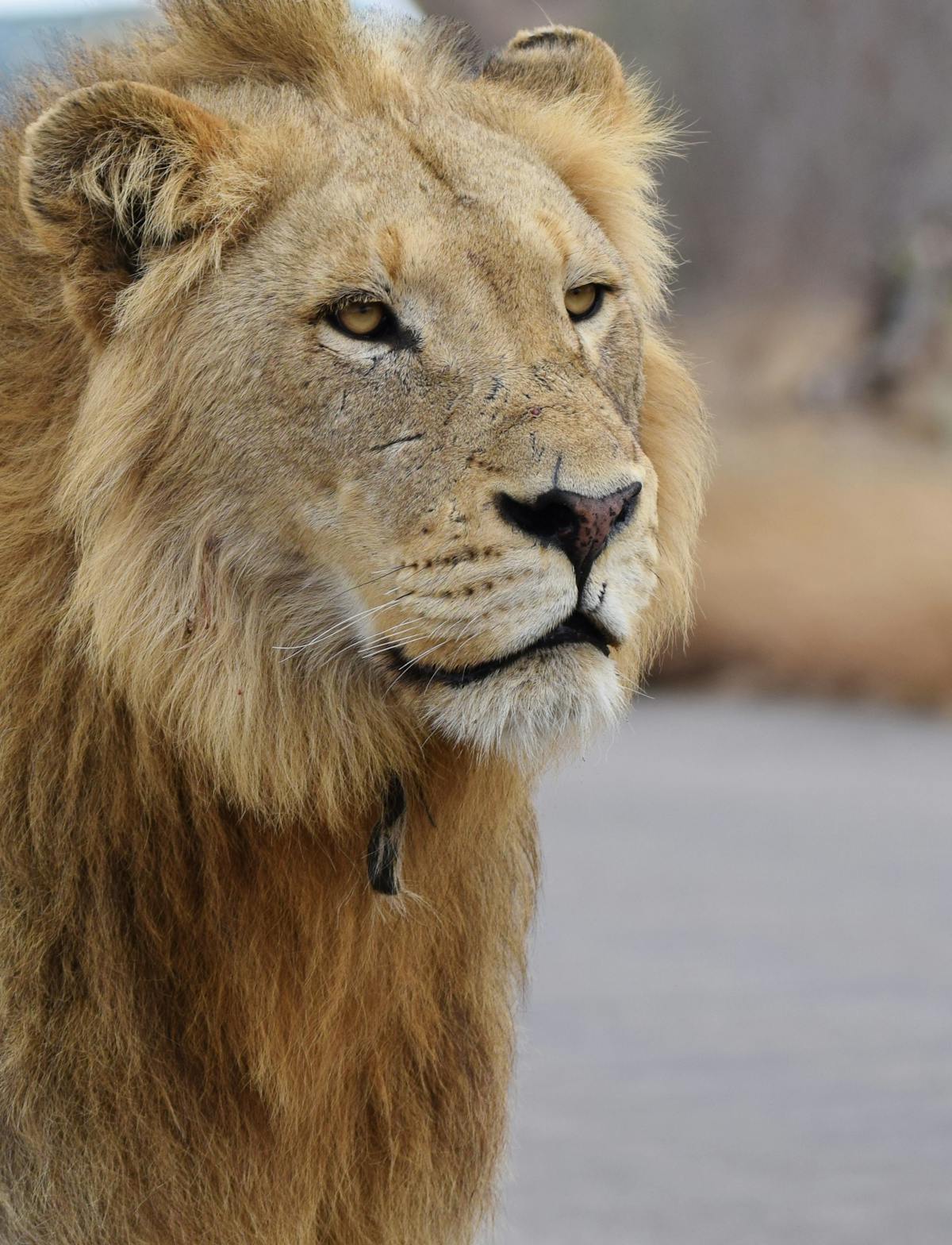 Lion Images Photos, Download The BEST Free Lion Images Stock Photos ...