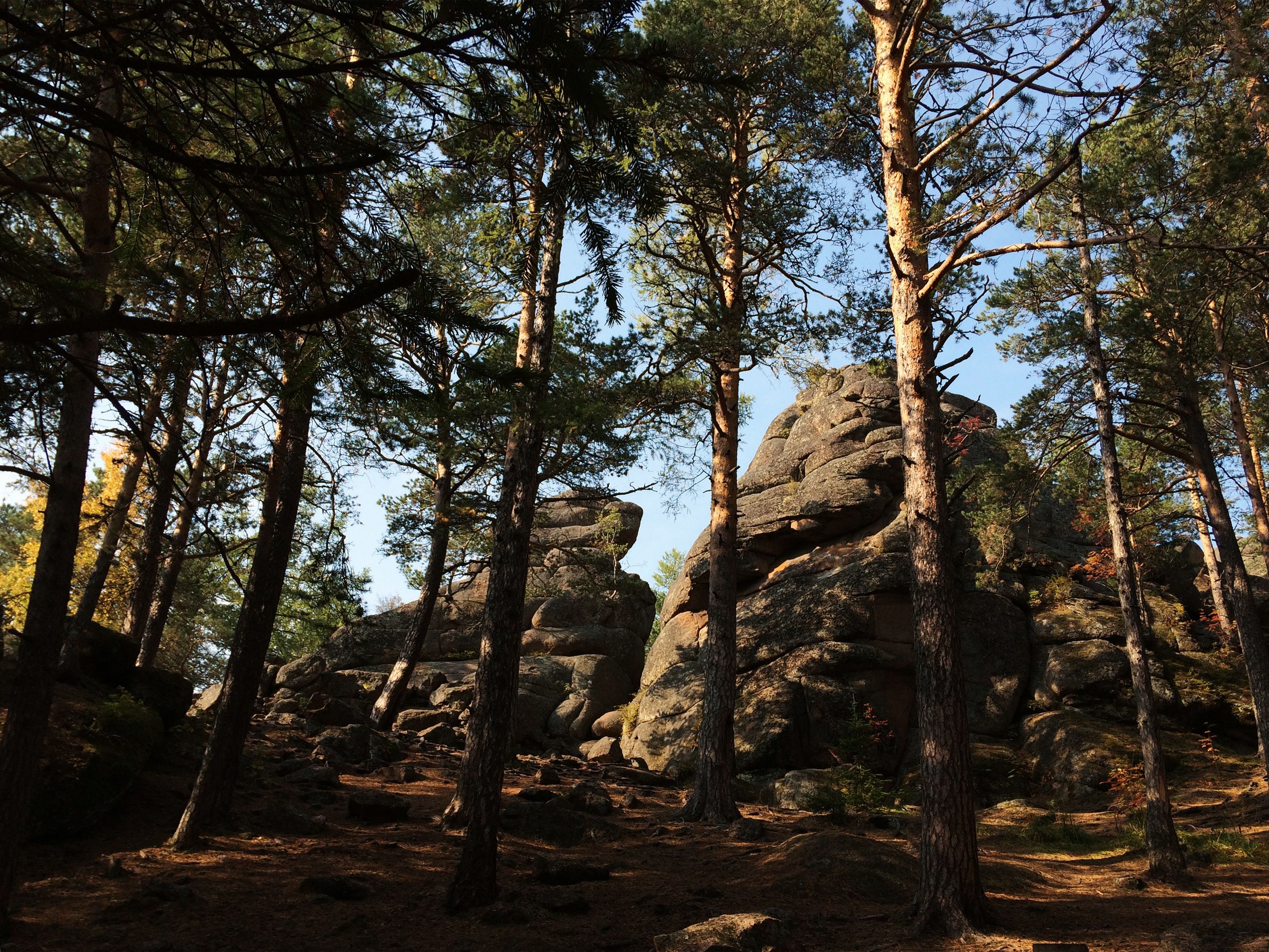 Trees and Rocks behind · Free Stock Photo