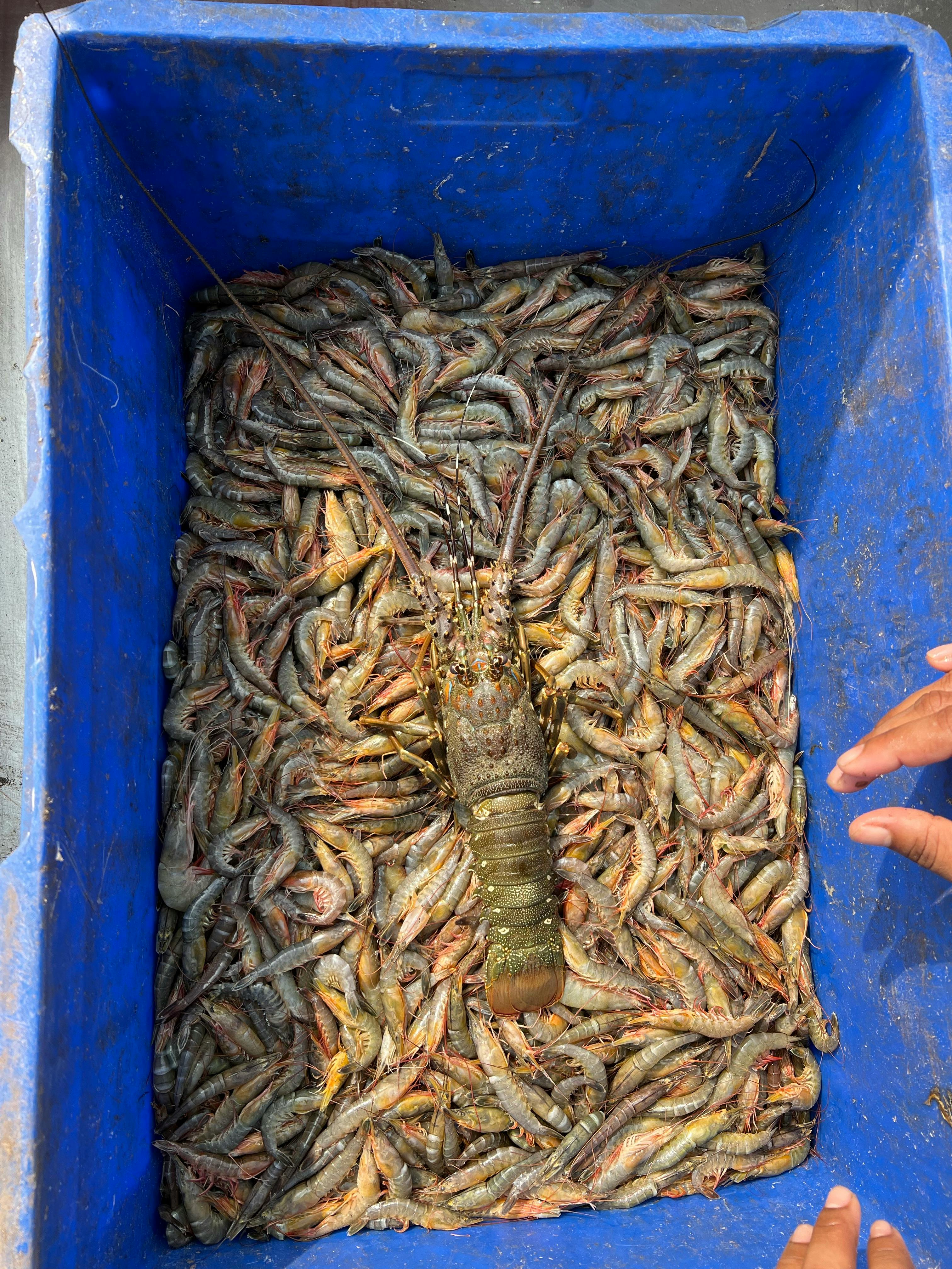 Close-up of Lobster on Ice in Blue Container · Free Stock Photo