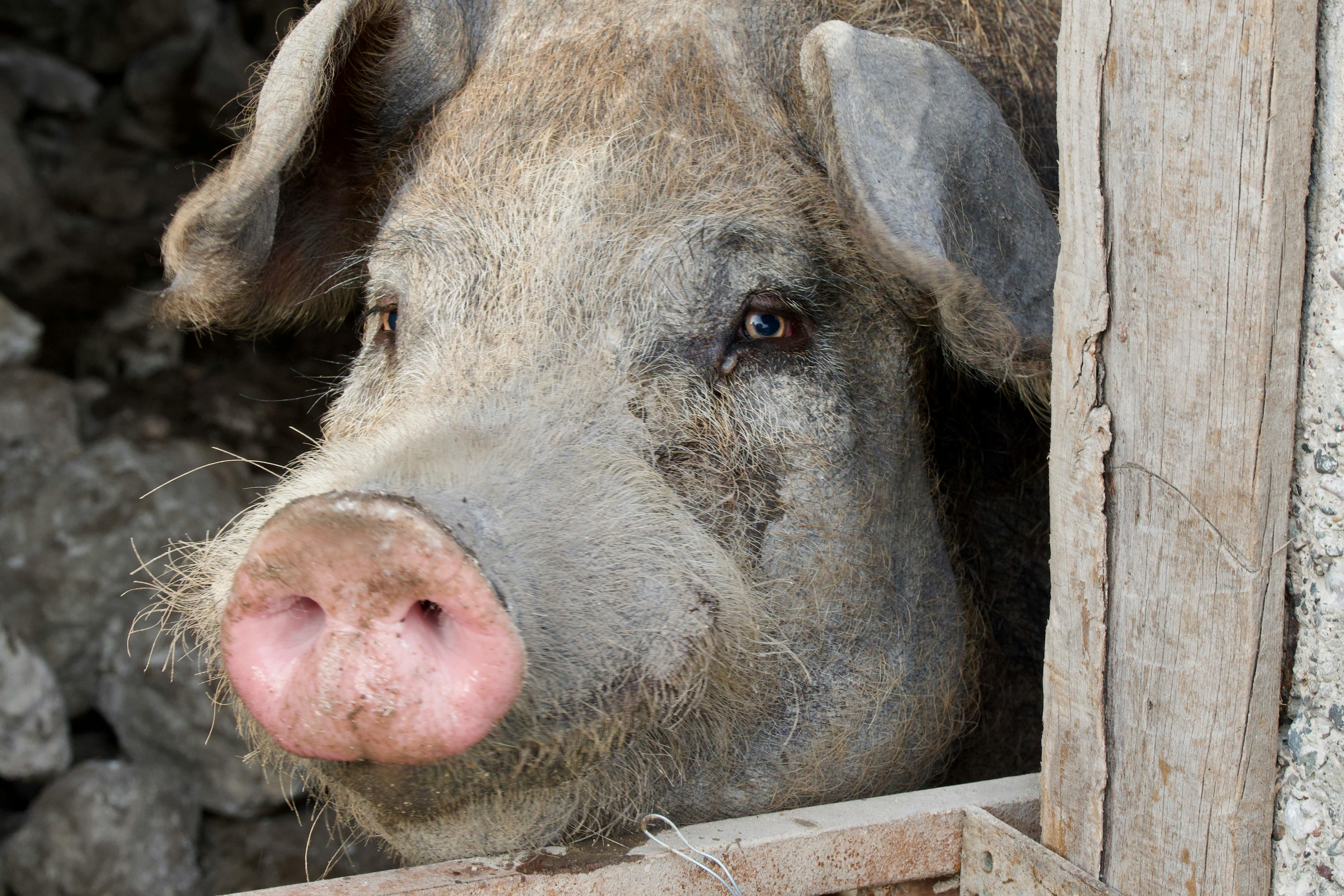 Head of Pig · Free Stock Photo