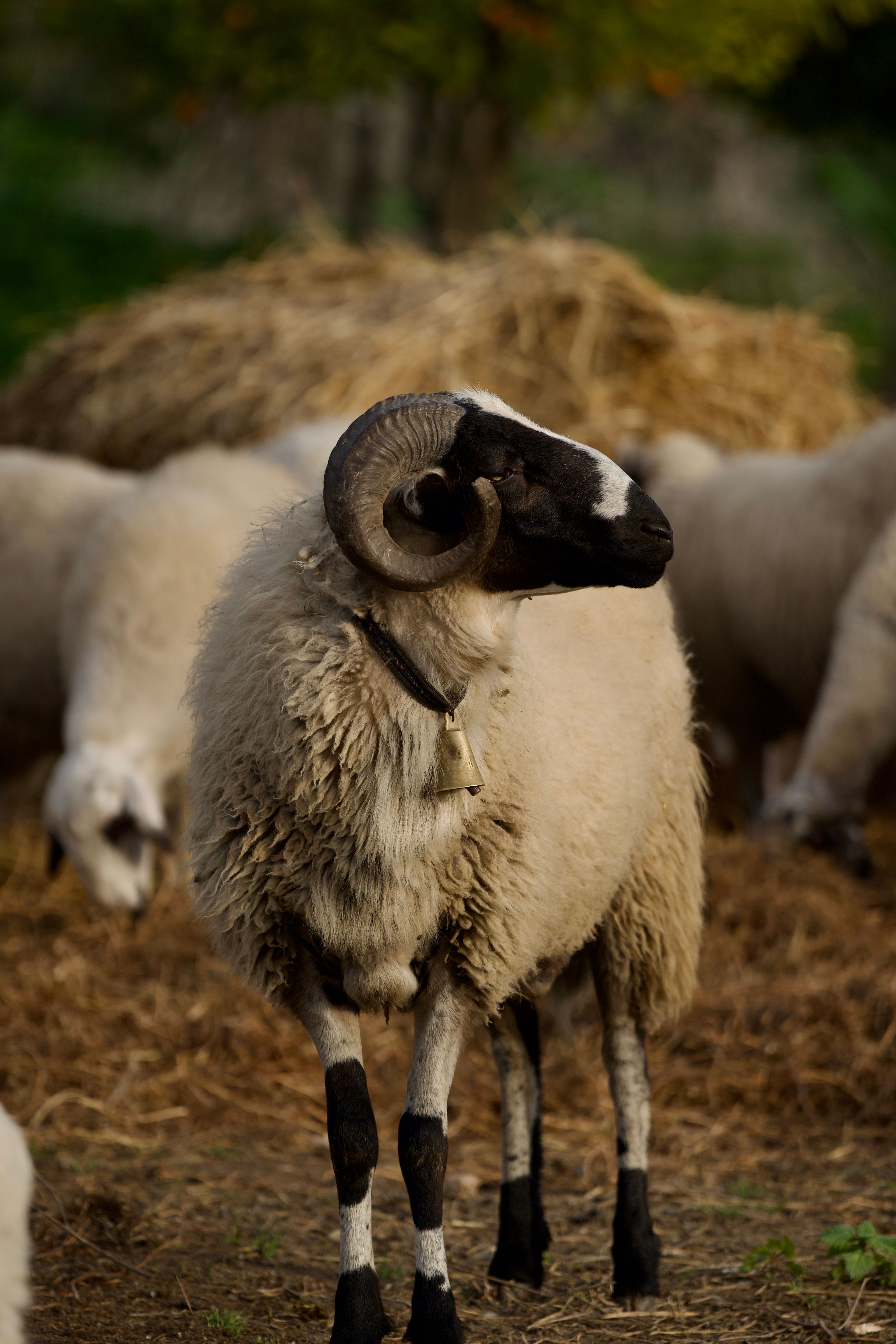 Ram in Flock · Free Stock Photo