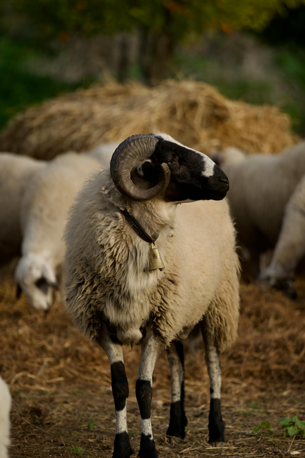 173+ Fotos y Imágenes de Carnero Gratis · Banco de Fotos Gratis