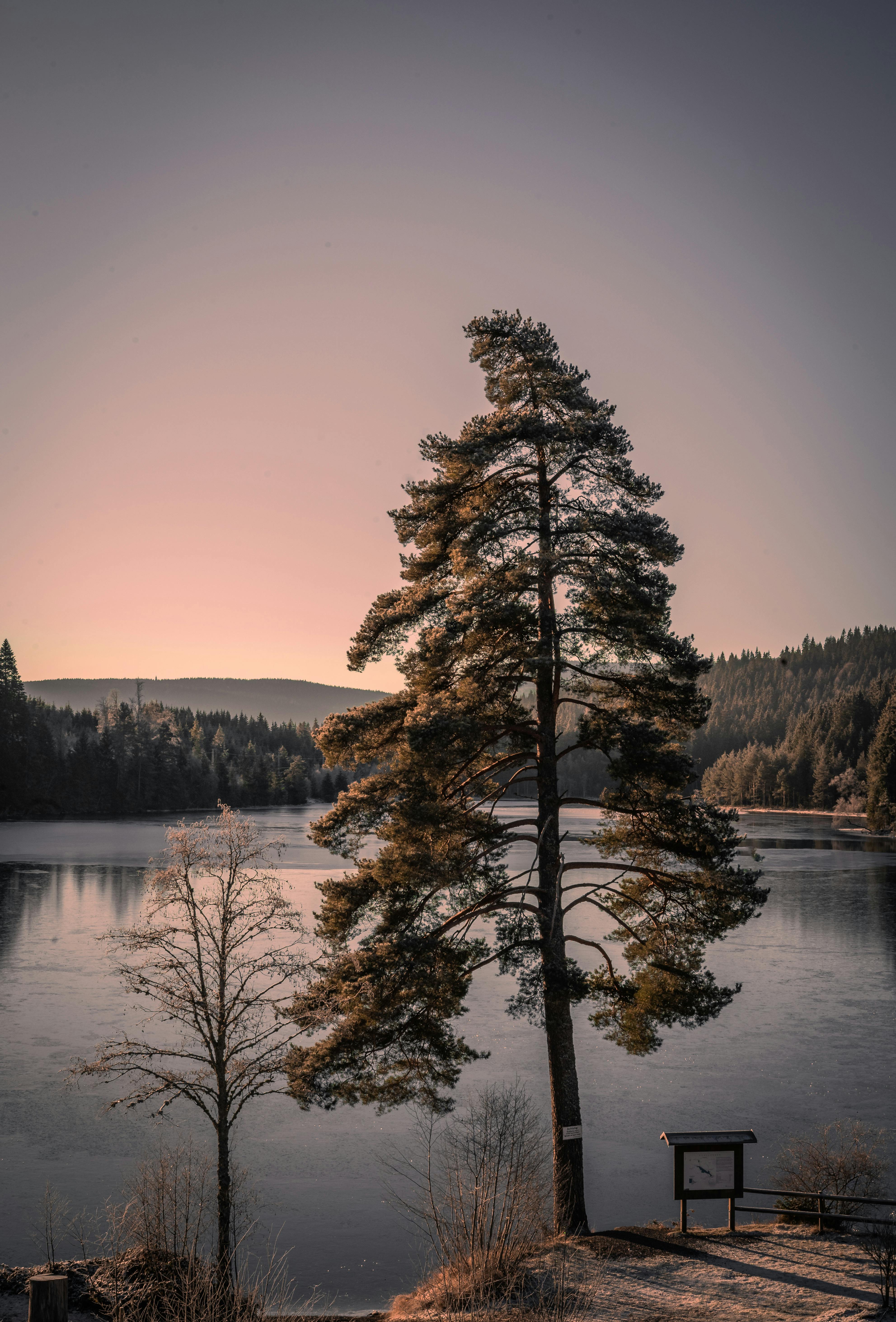 Green Tree Line Near Body of Water at Golden Hours · Free Stock Photo