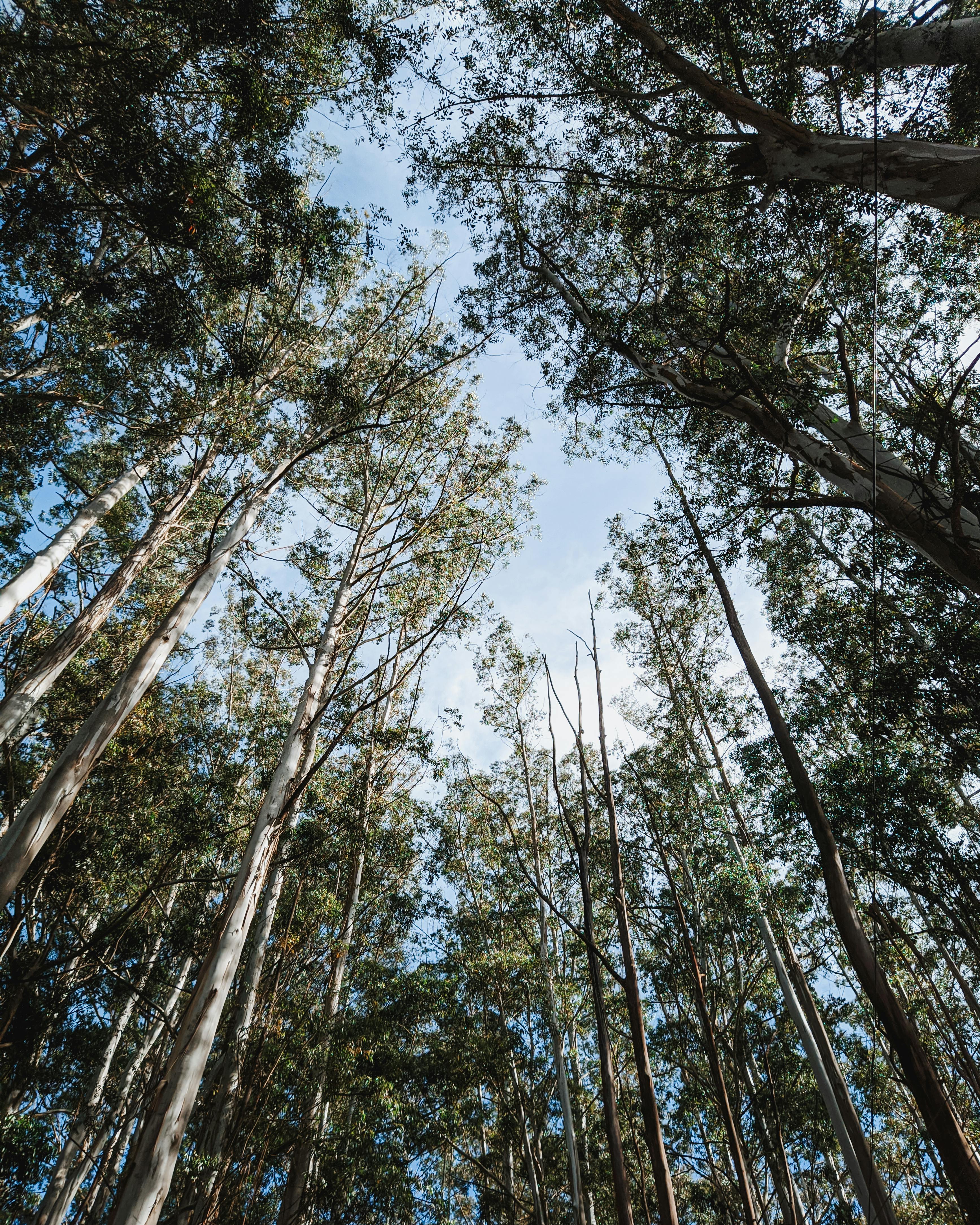 Sunlight Dapple Photos, Download The BEST Free Sunlight Dapple Stock ...