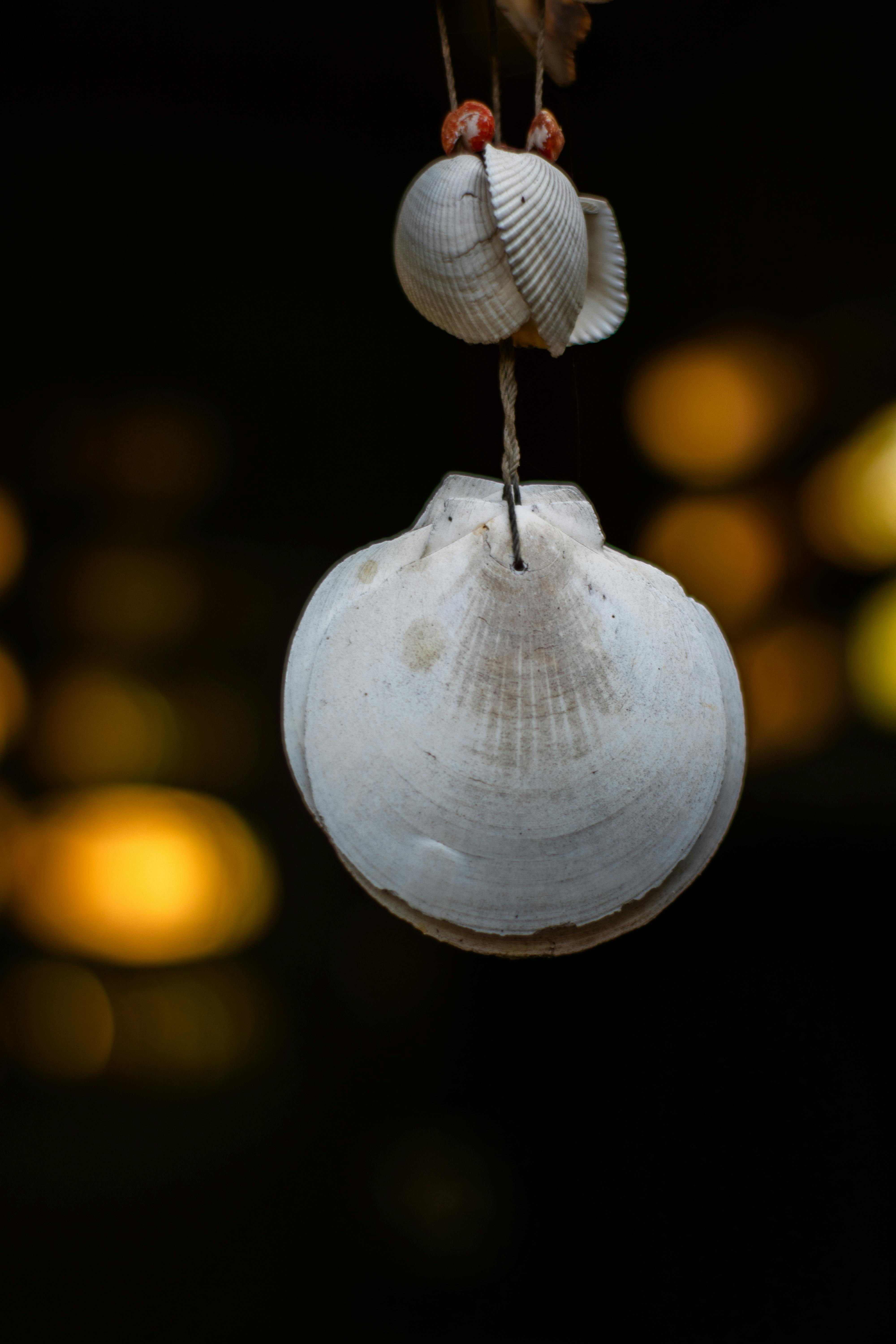 Shells on a String · Free Stock Photo