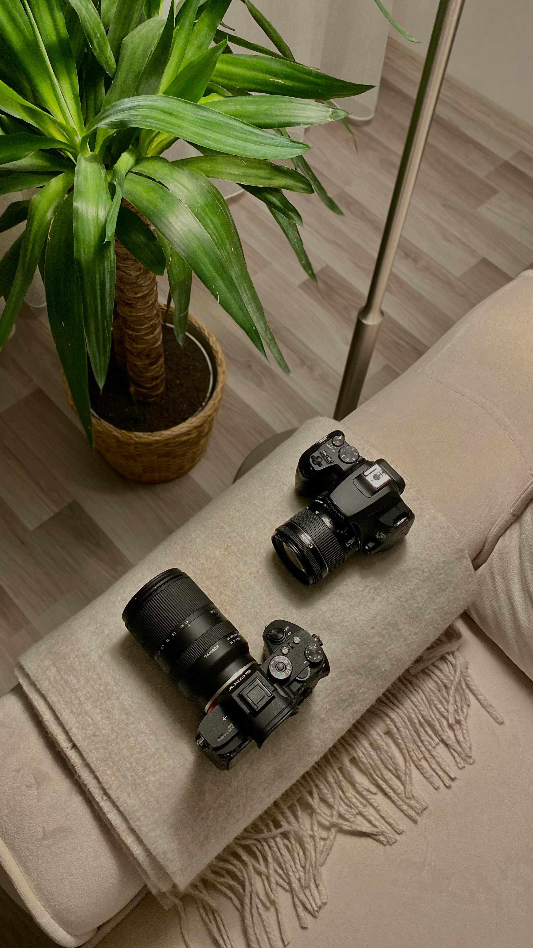 Cameras near Palm Tree in Flowerpot · Free Stock Photo