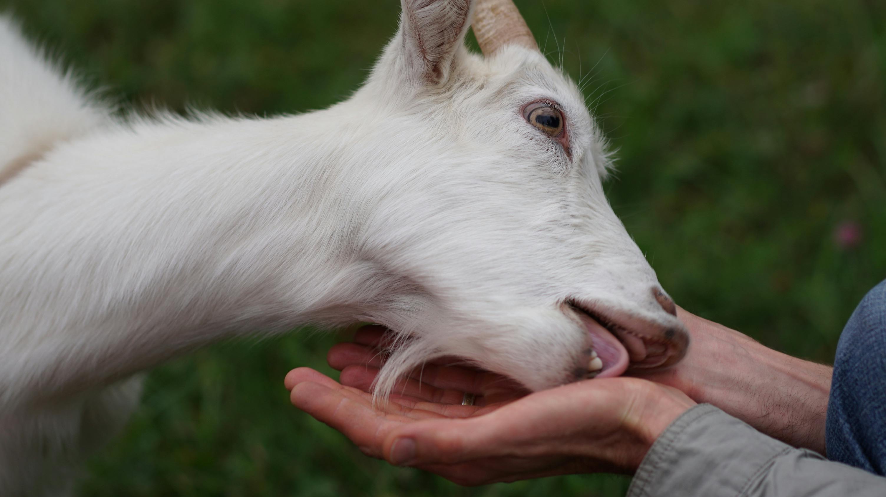 Goat Licking Man Hands · Free Stock Photo