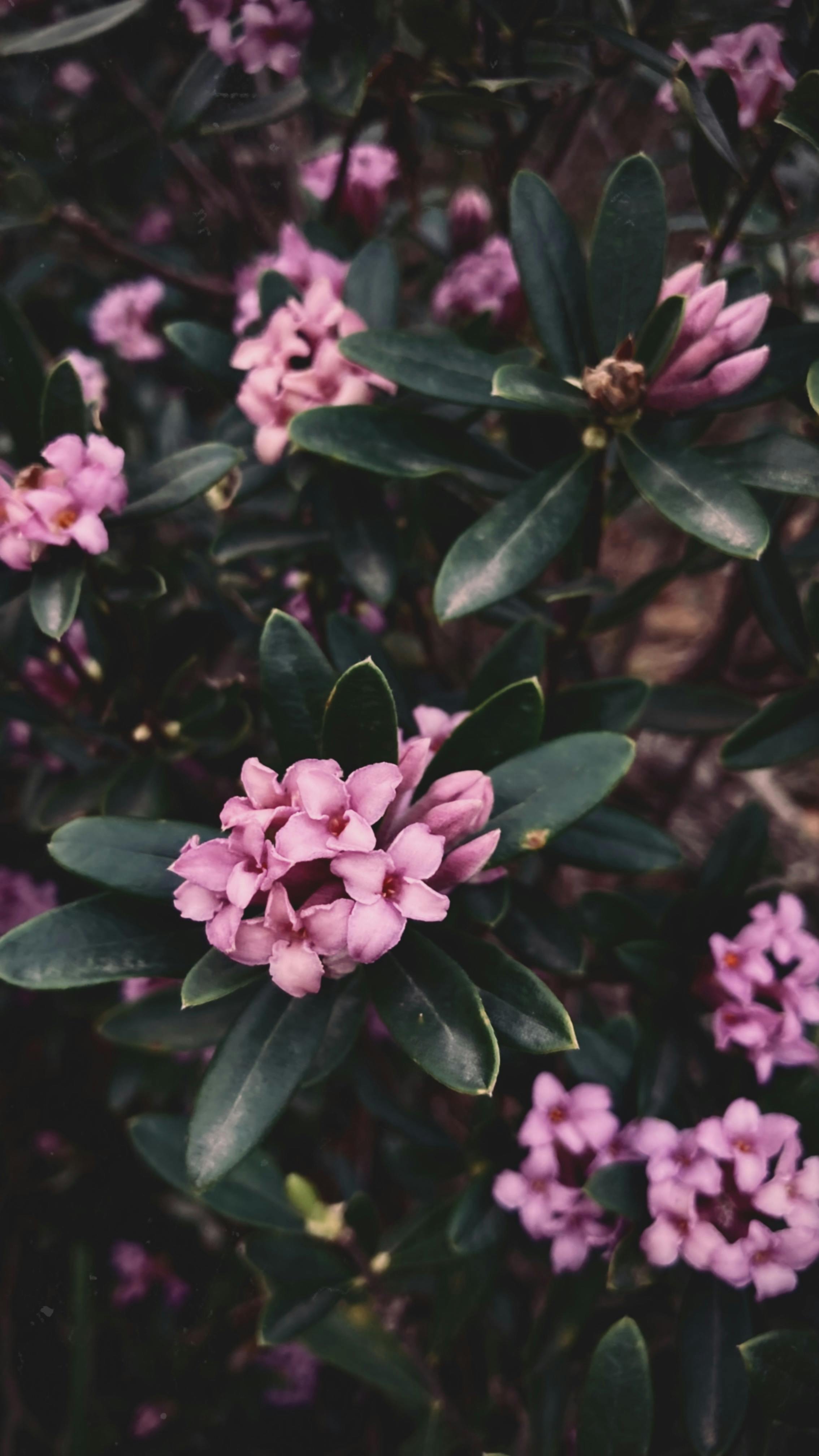 Nature Images Pexels Free Stock Photos