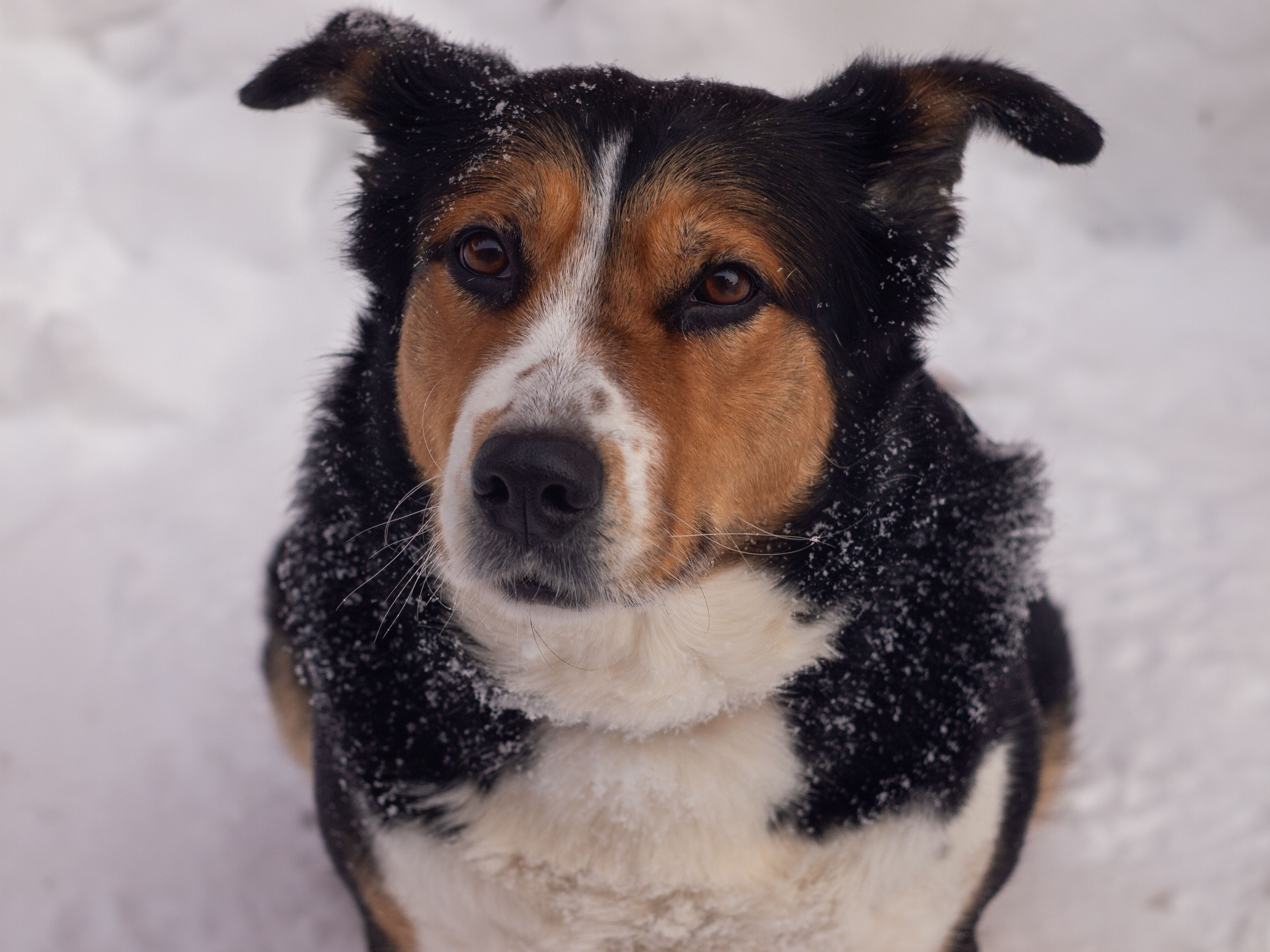 Portrait of Dog in Winter · Free Stock Photo
