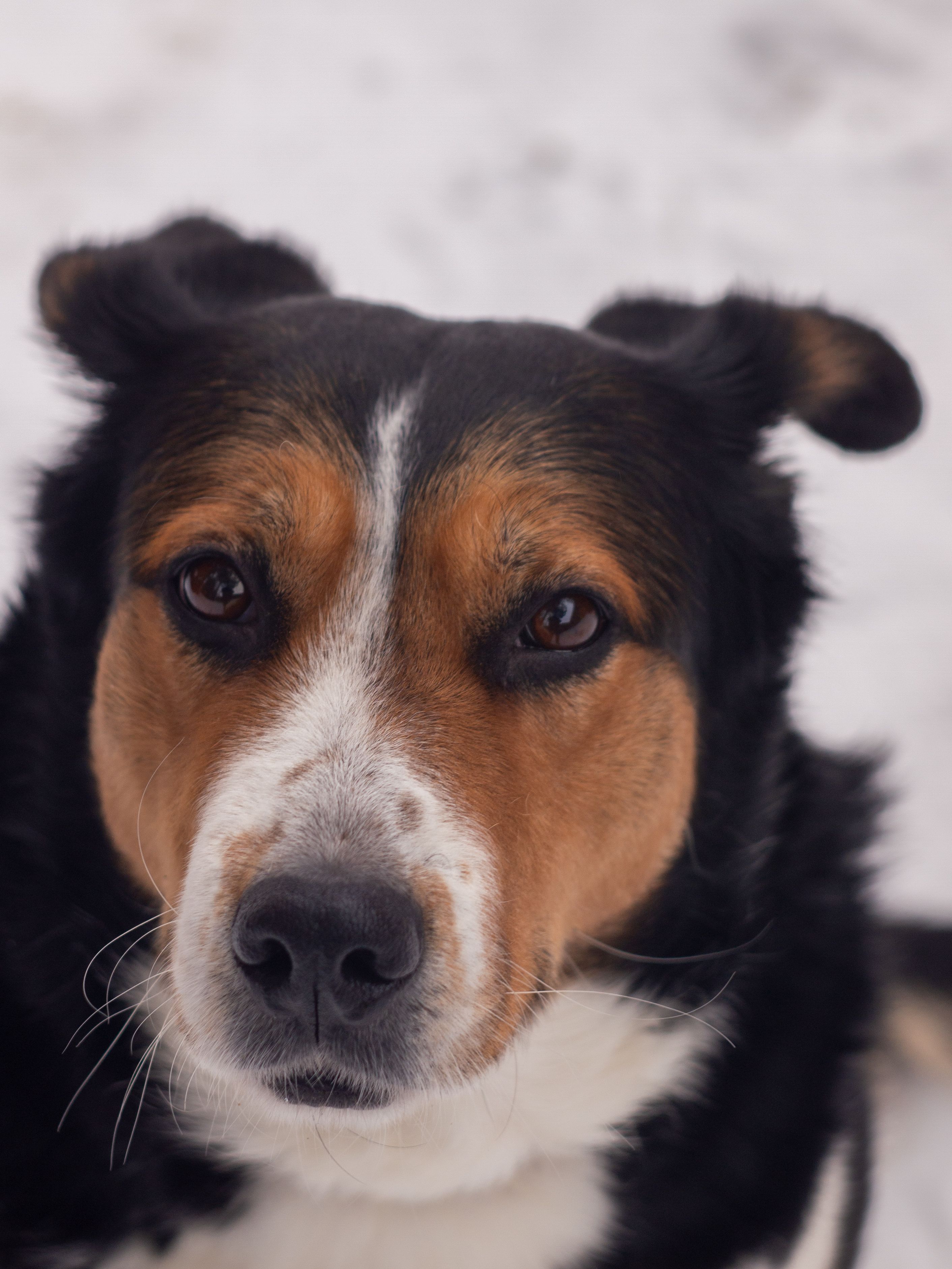 Catalogs Dog Photos, Download The BEST Free Catalogs Dog Stock Photos ...