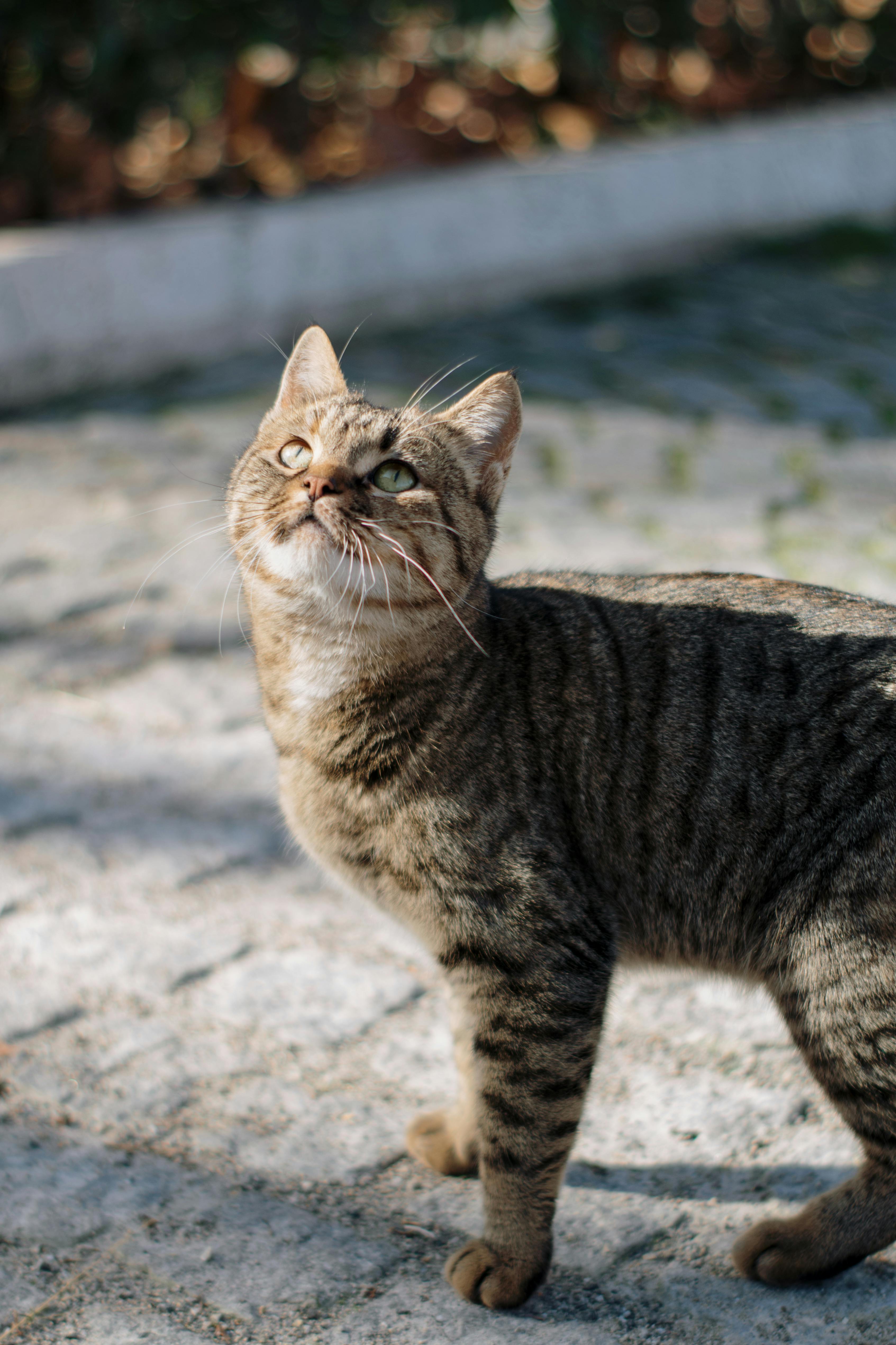 Woman Hand over Tabby Cat · Free Stock Photo