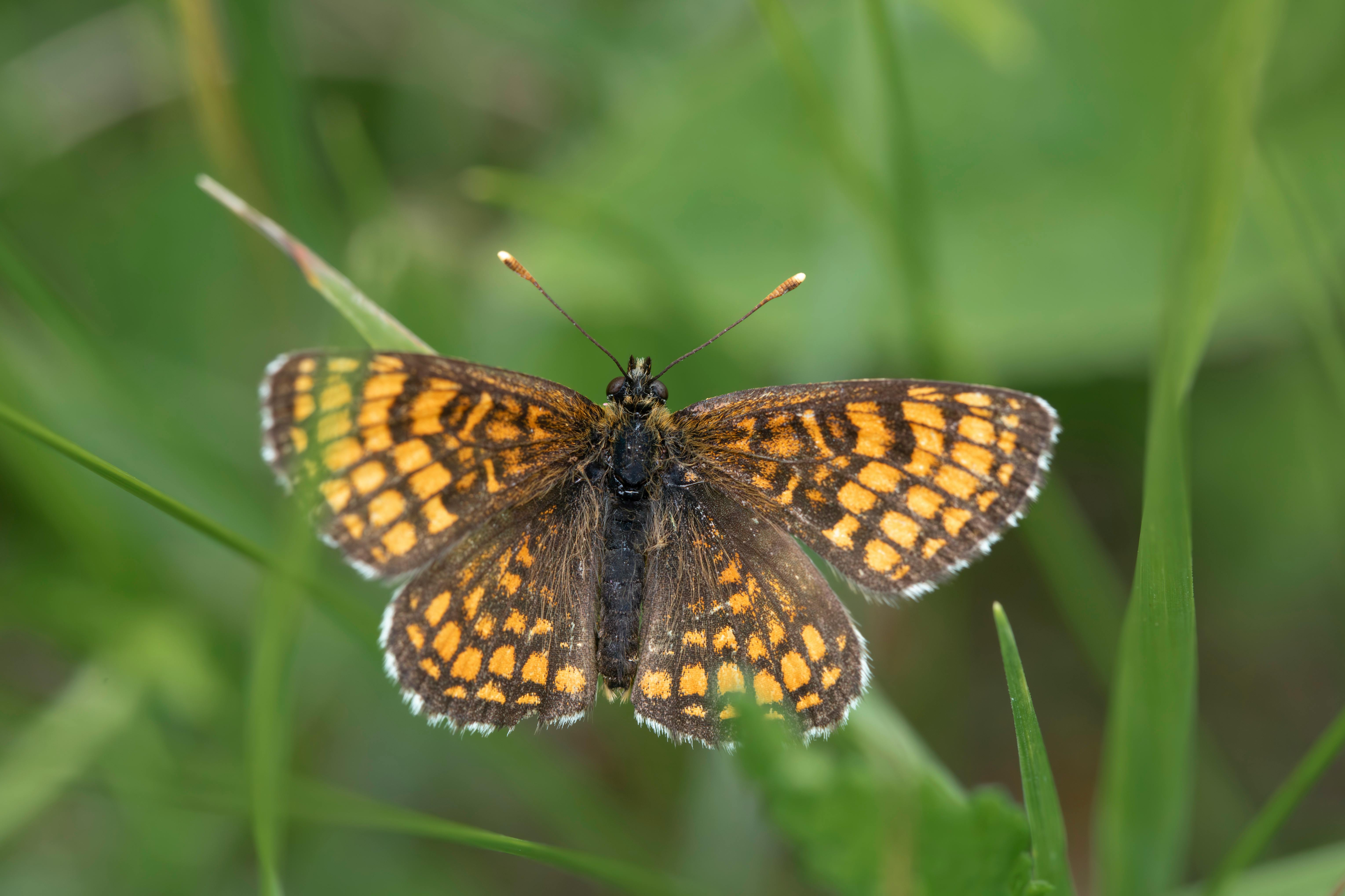 Fritillary Butterfly in Nature · Free Stock Photo
