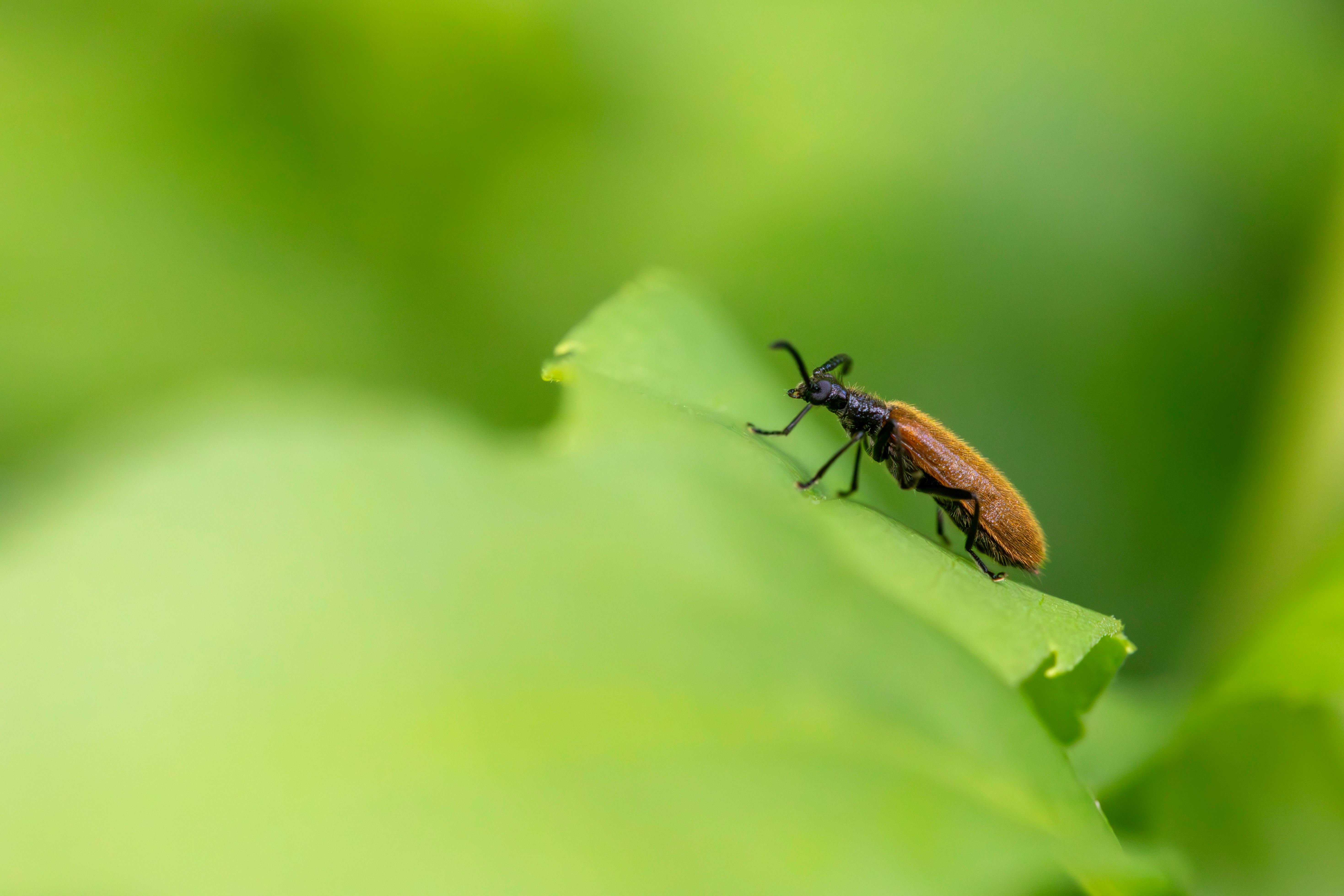 Buku Bug Tik의 Photos, Download The BEST Free Buku Bug Tik의 Stock Photos ...