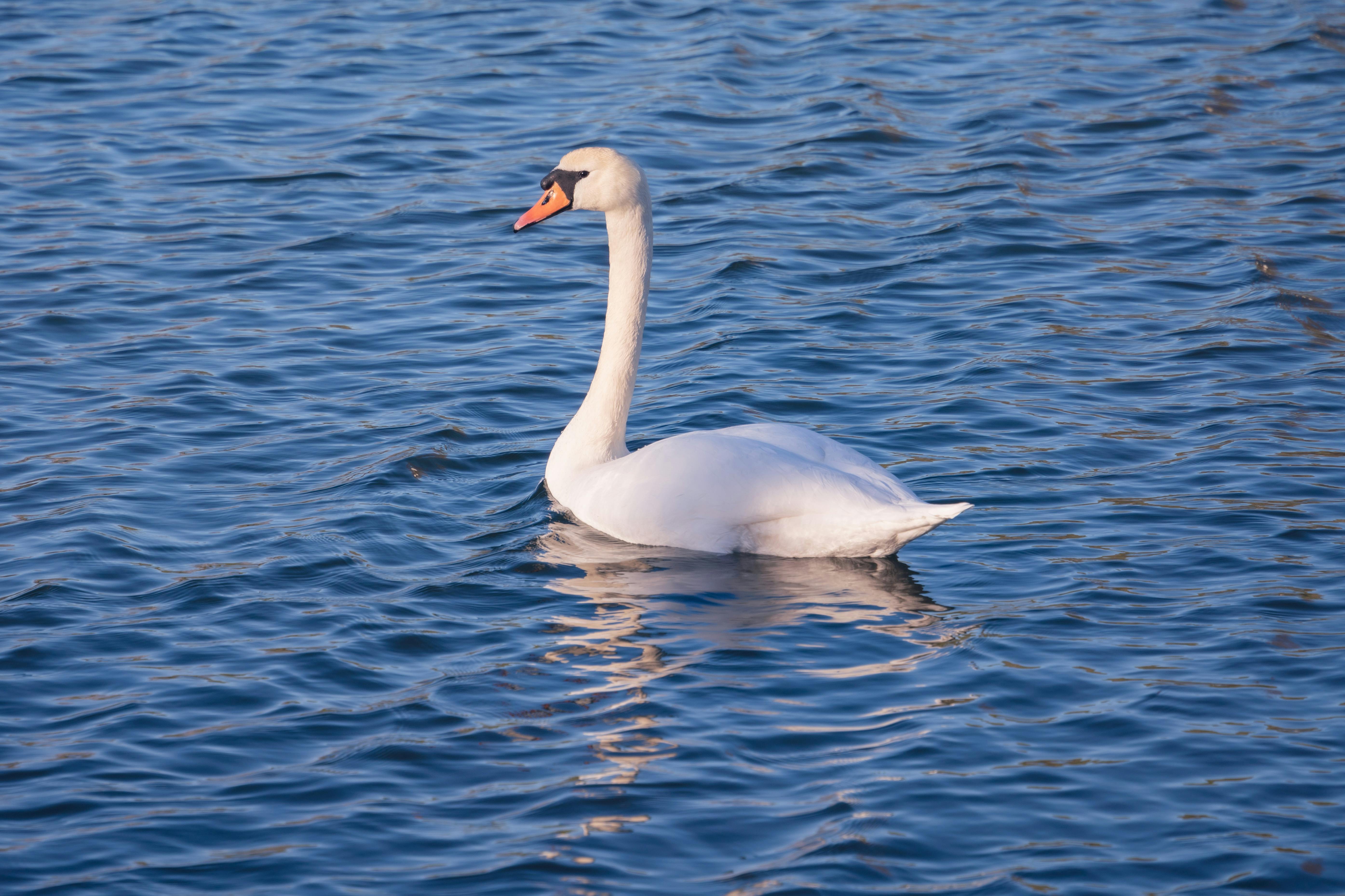 Birds on Lake · Free Stock Photo
