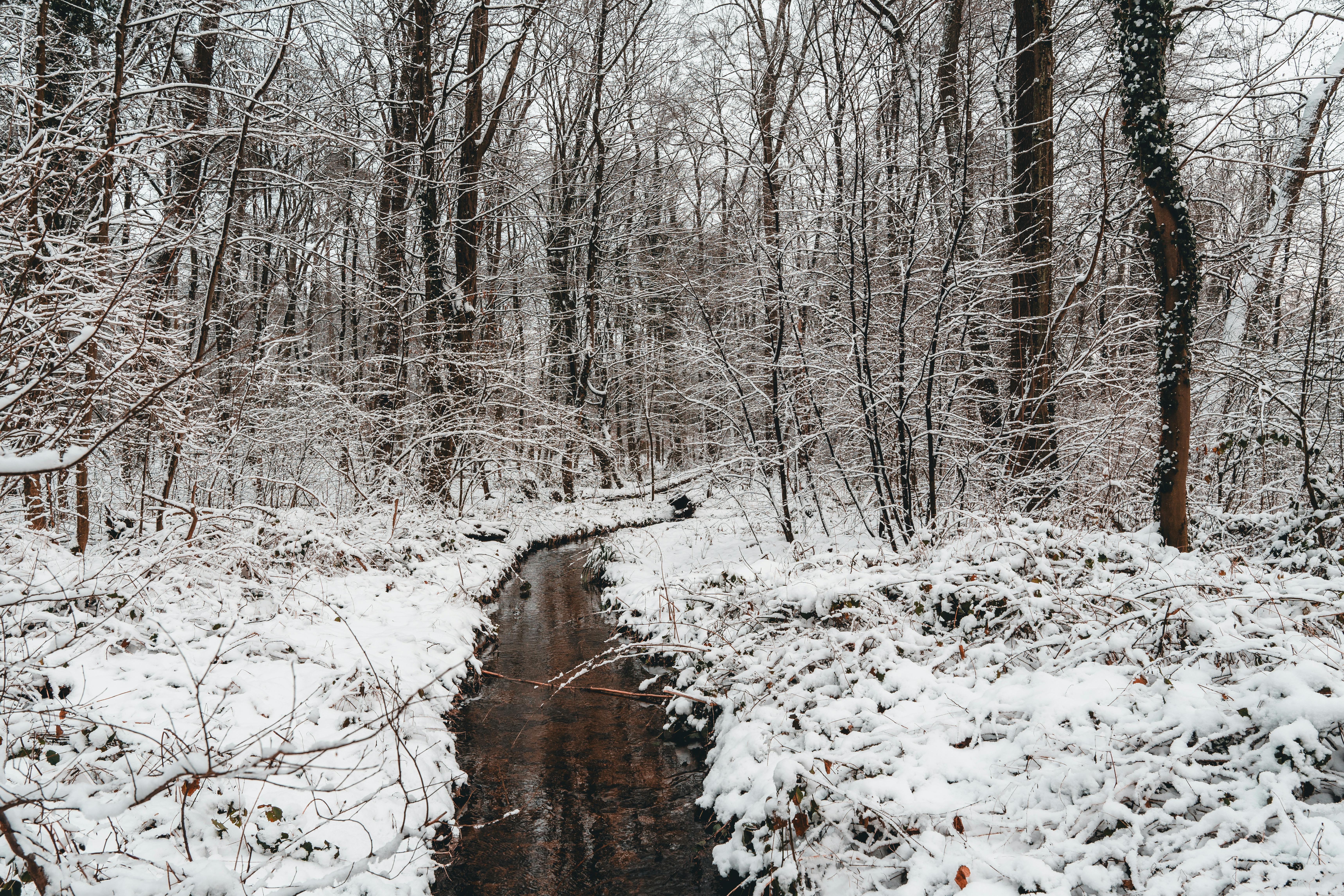 Stream in a Forest Covered with Snow · Free Stock Photo