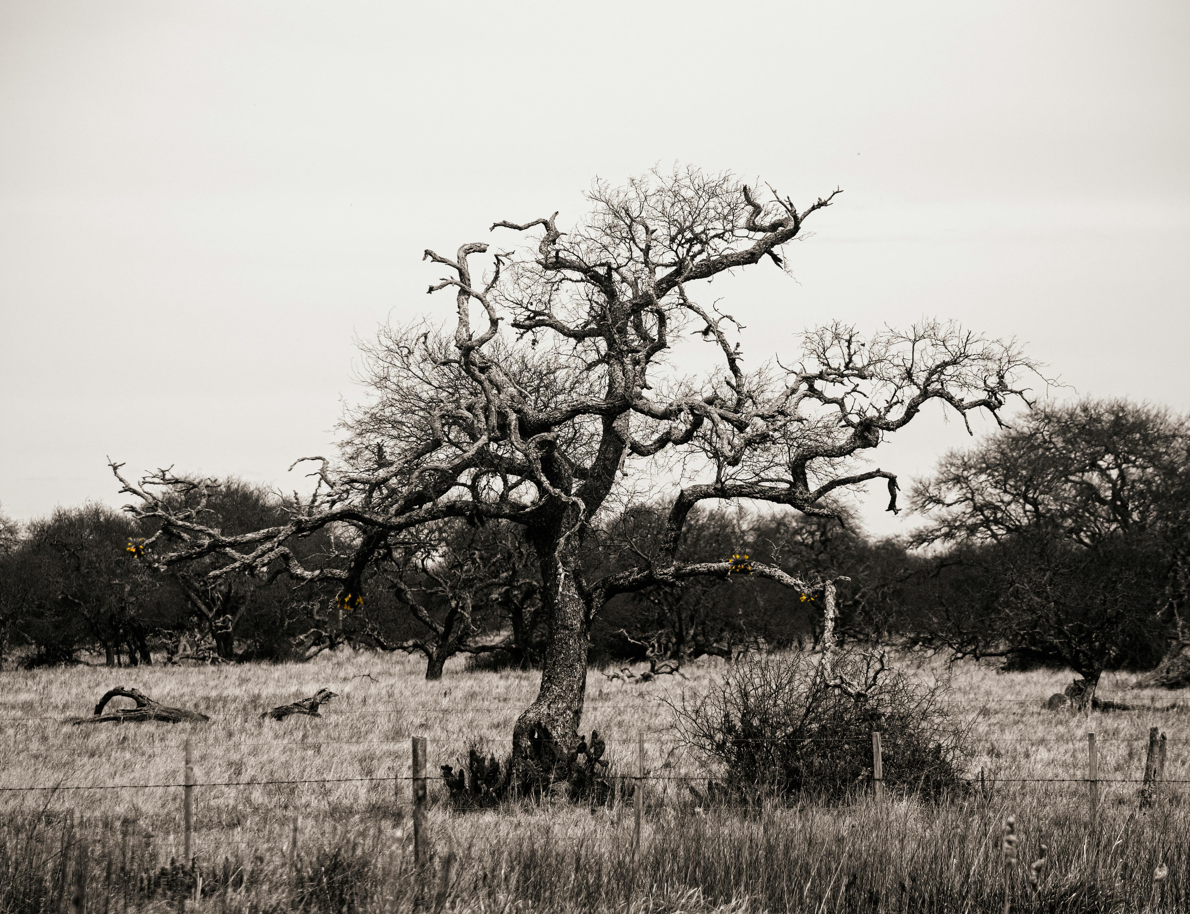 Withered Tree in Countryside · Free Stock Photo