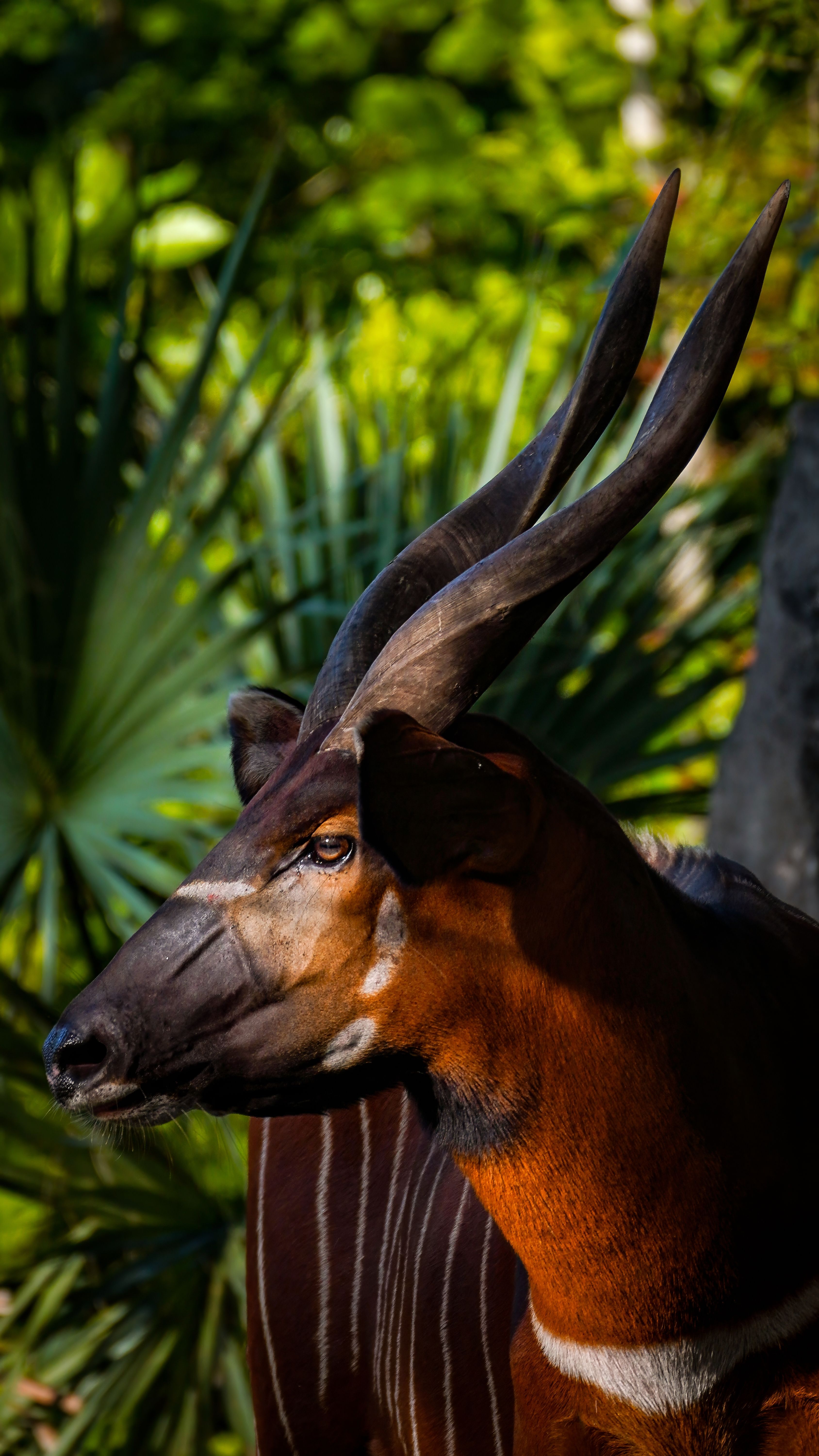Portrait of a Bongo Antelope · Free Stock Photo