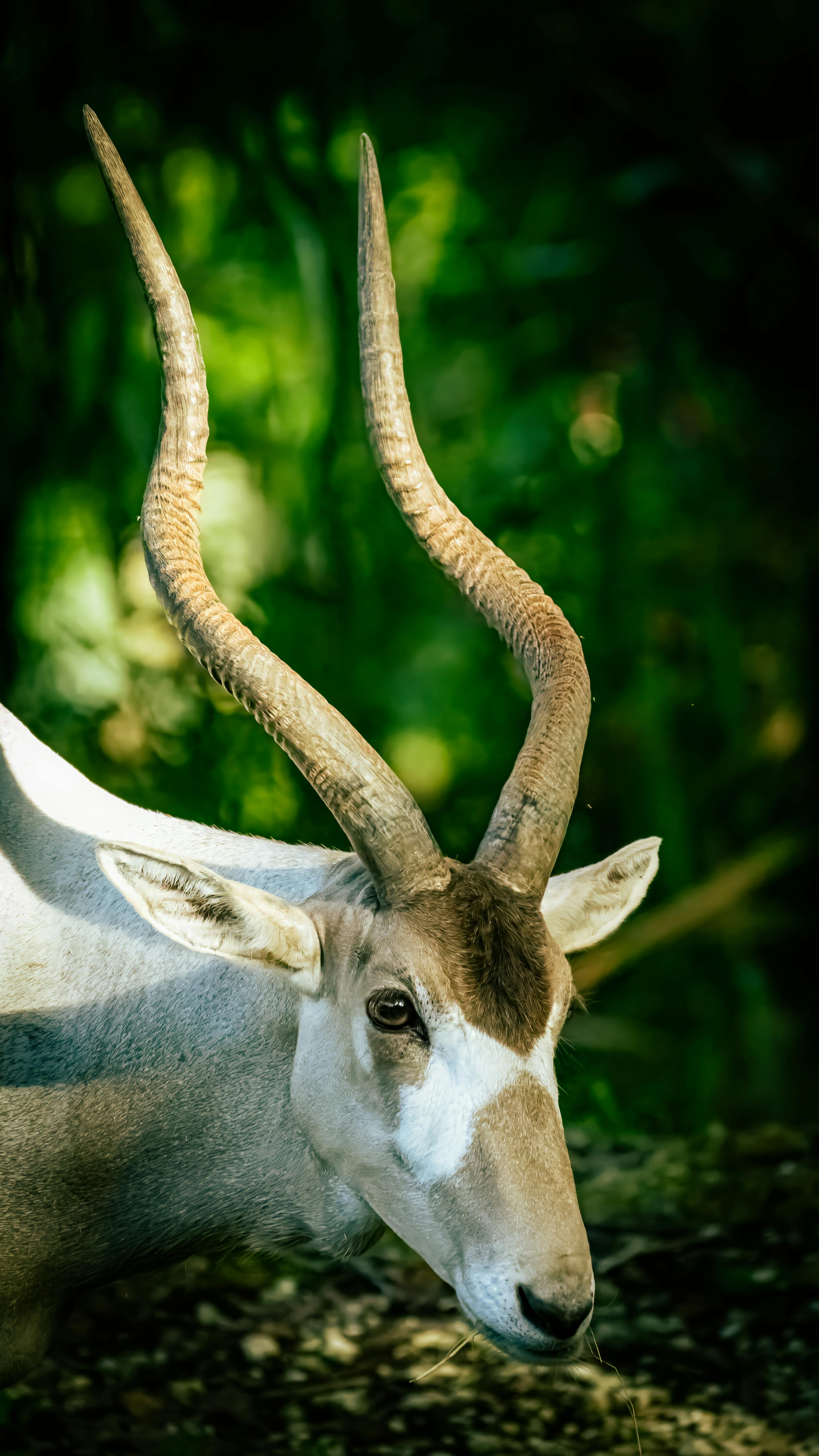 Head and Horns of Addax Antelope · Free Stock Photo