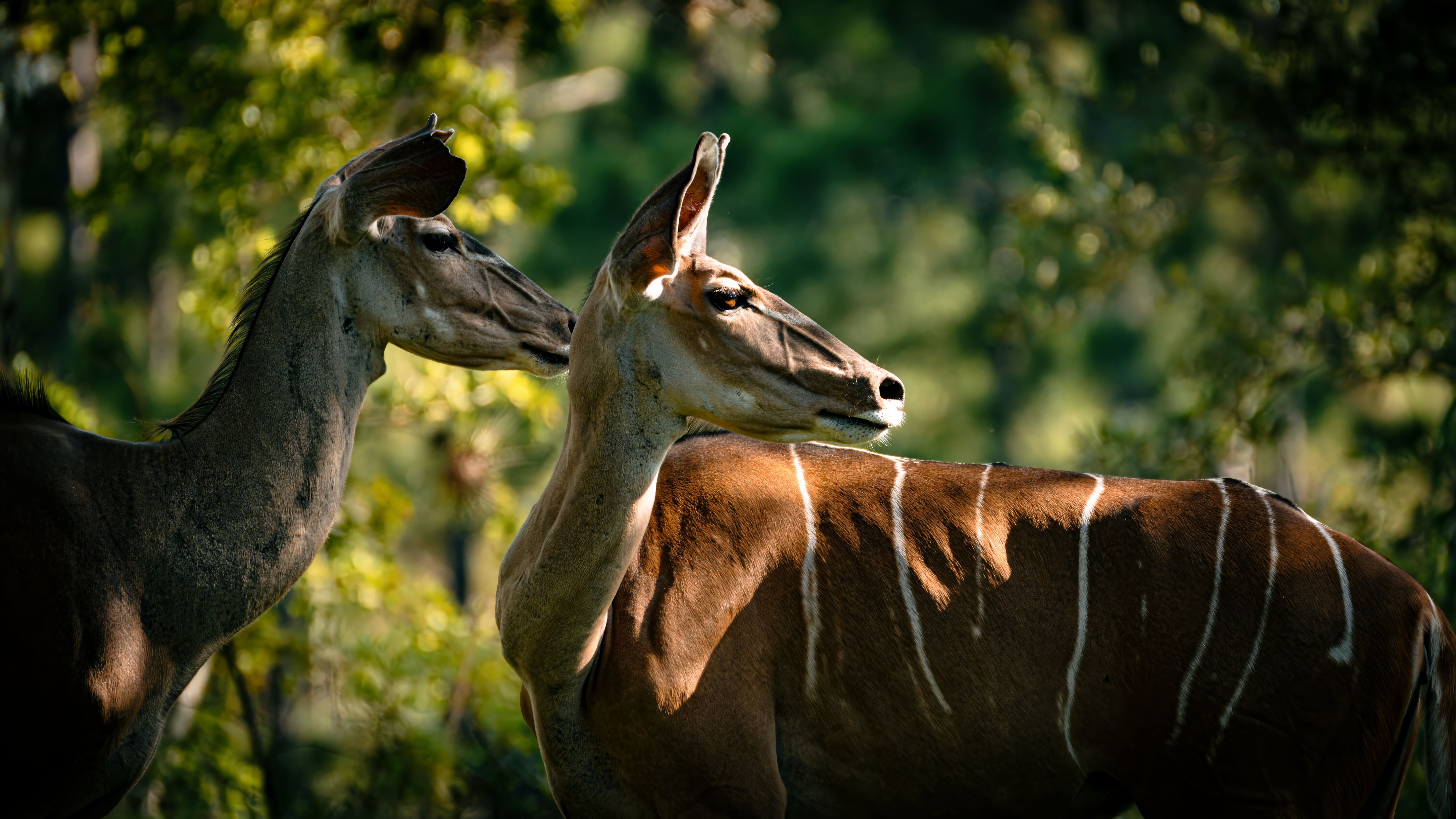 Antelopes in Nature · Free Stock Photo