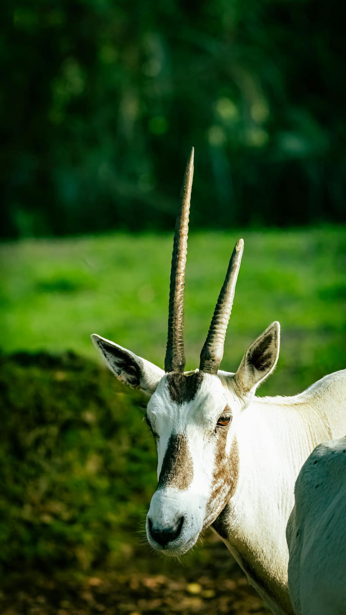 "Arabian Oryx" Photos, Download The BEST Free "Arabian Oryx" Stock ...