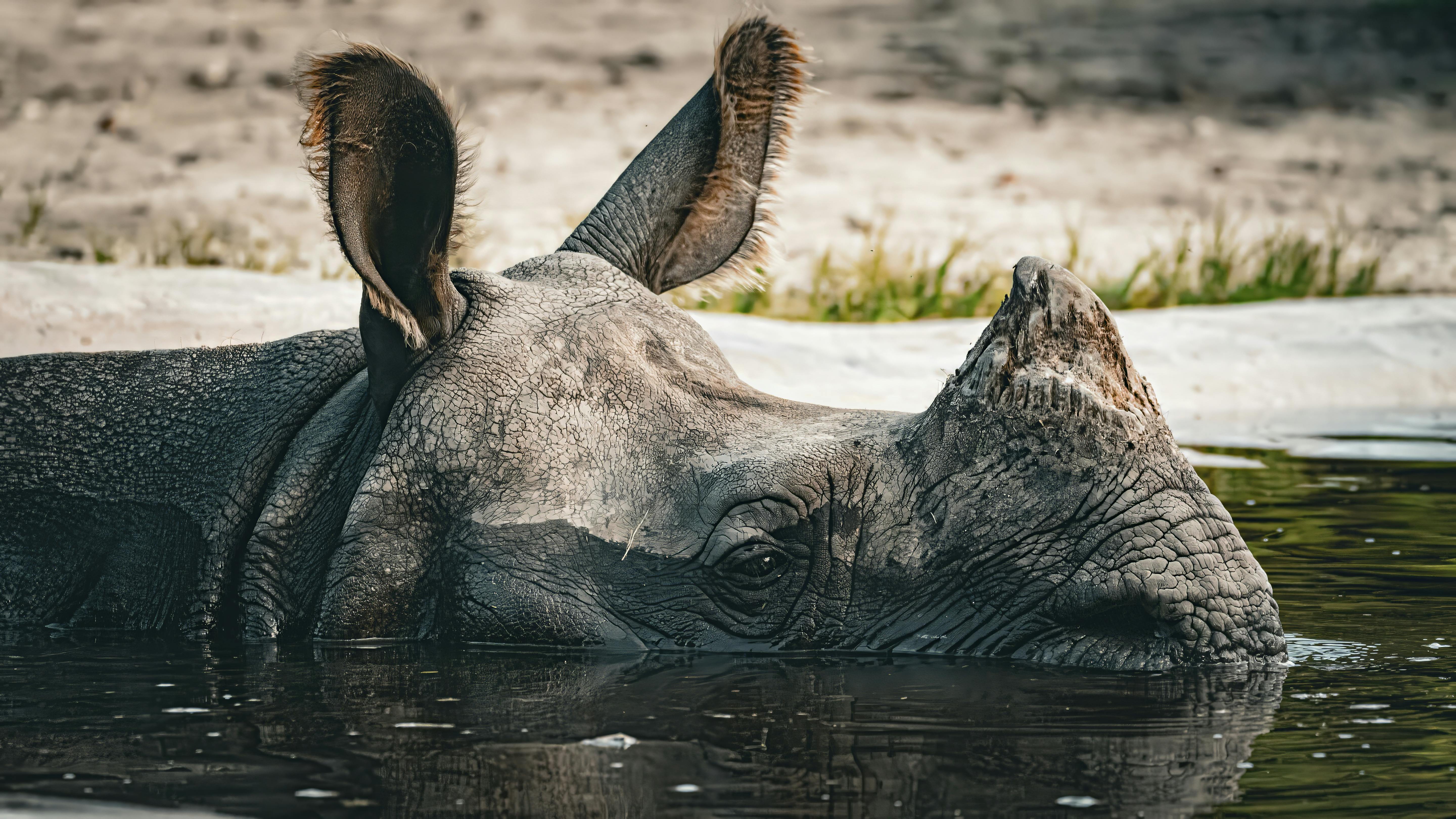 Rhino in Water in Zoo · Free Stock Photo
