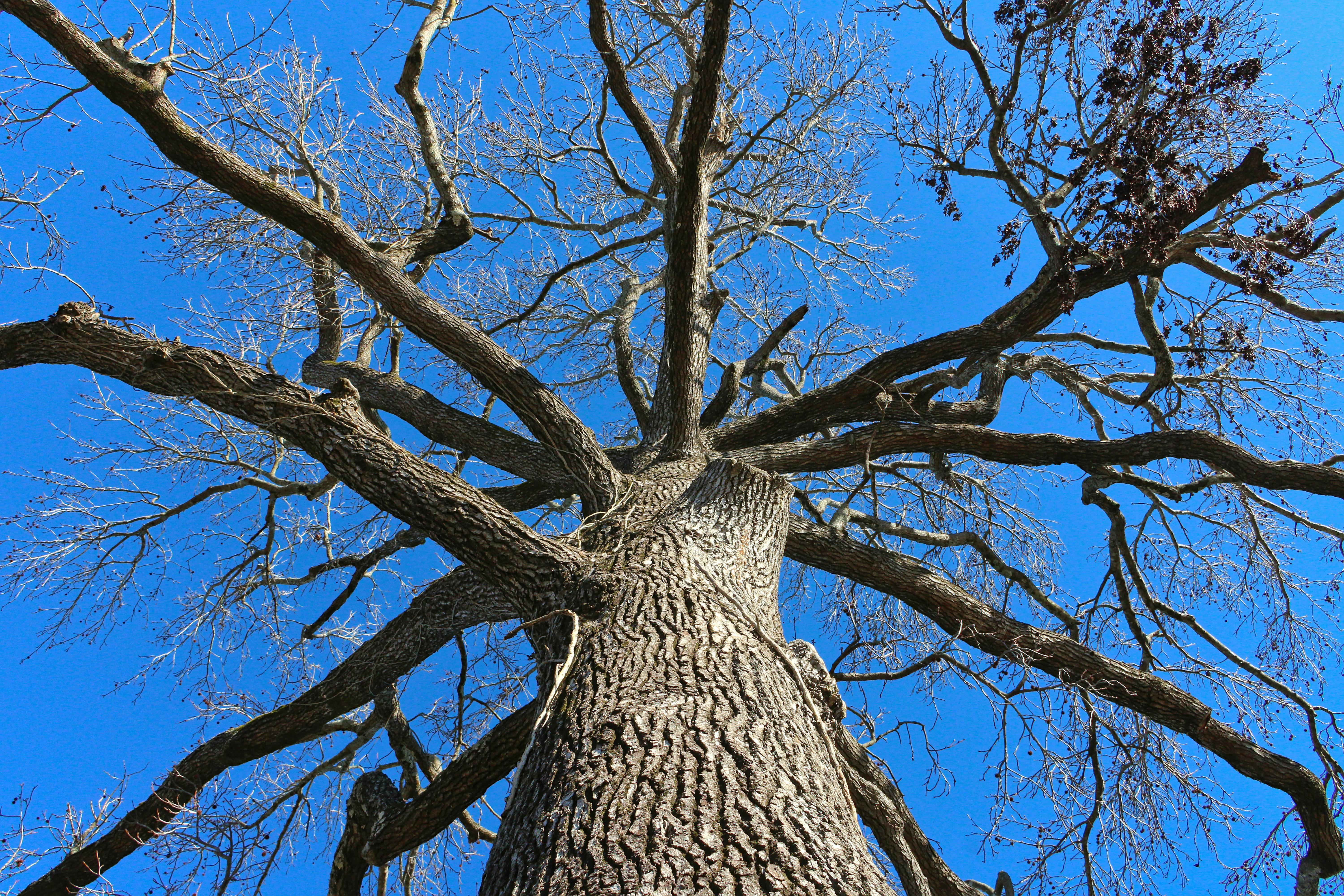 Photo of a Dry Tree · Free Stock Photo