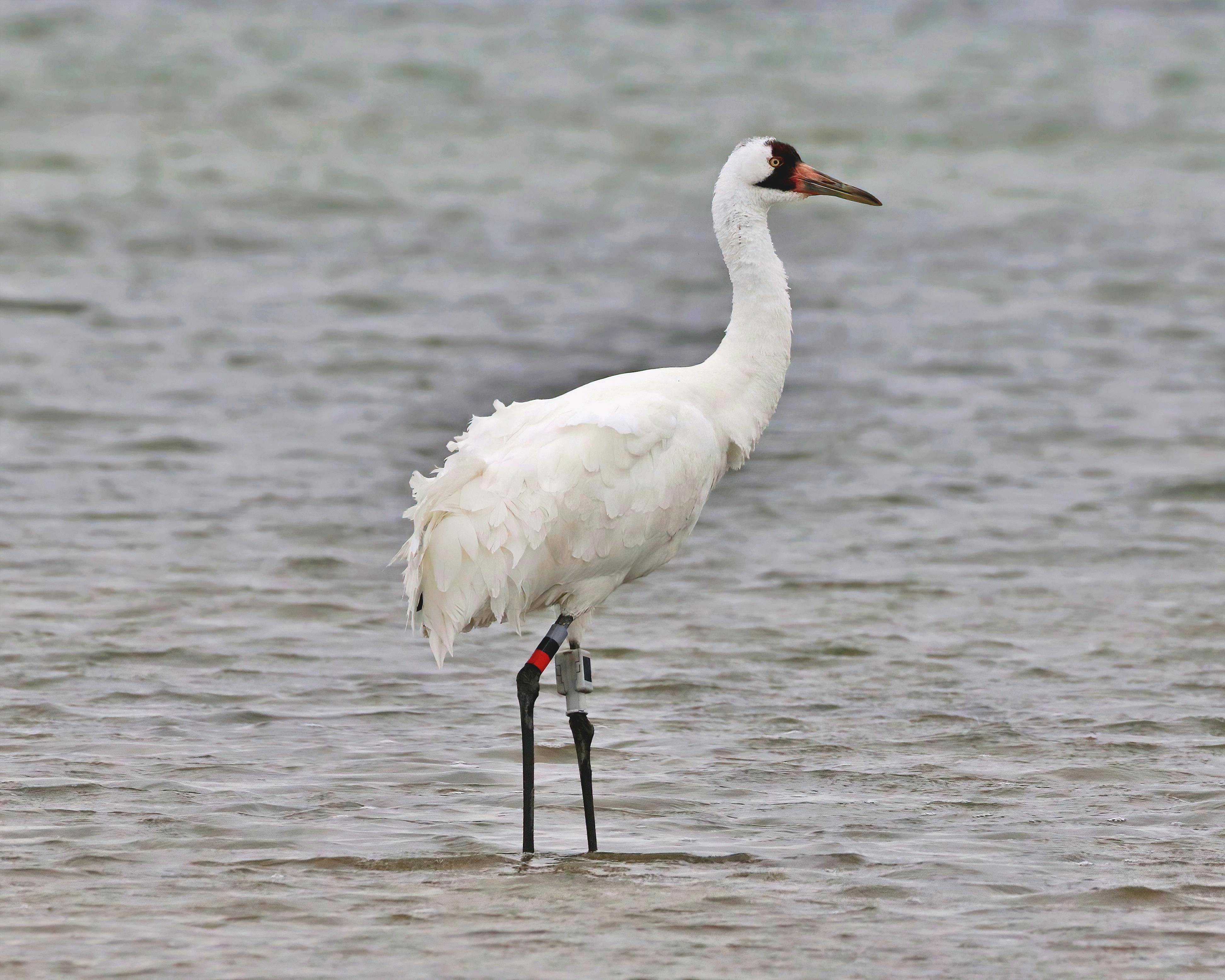 Whooping Crane Birds on Lake · Free Stock Photo