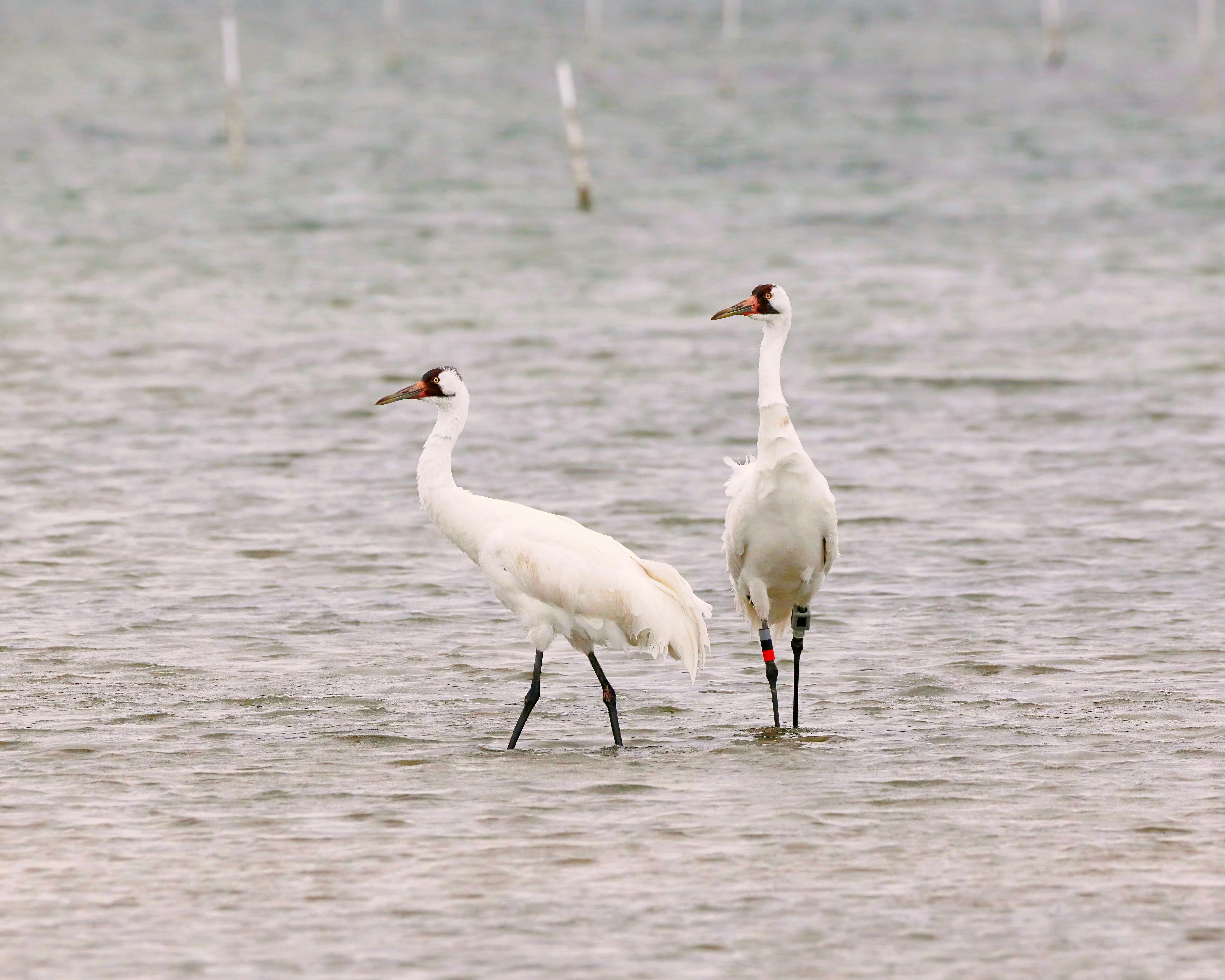 Whooping Crane Birds on Lake · Free Stock Photo