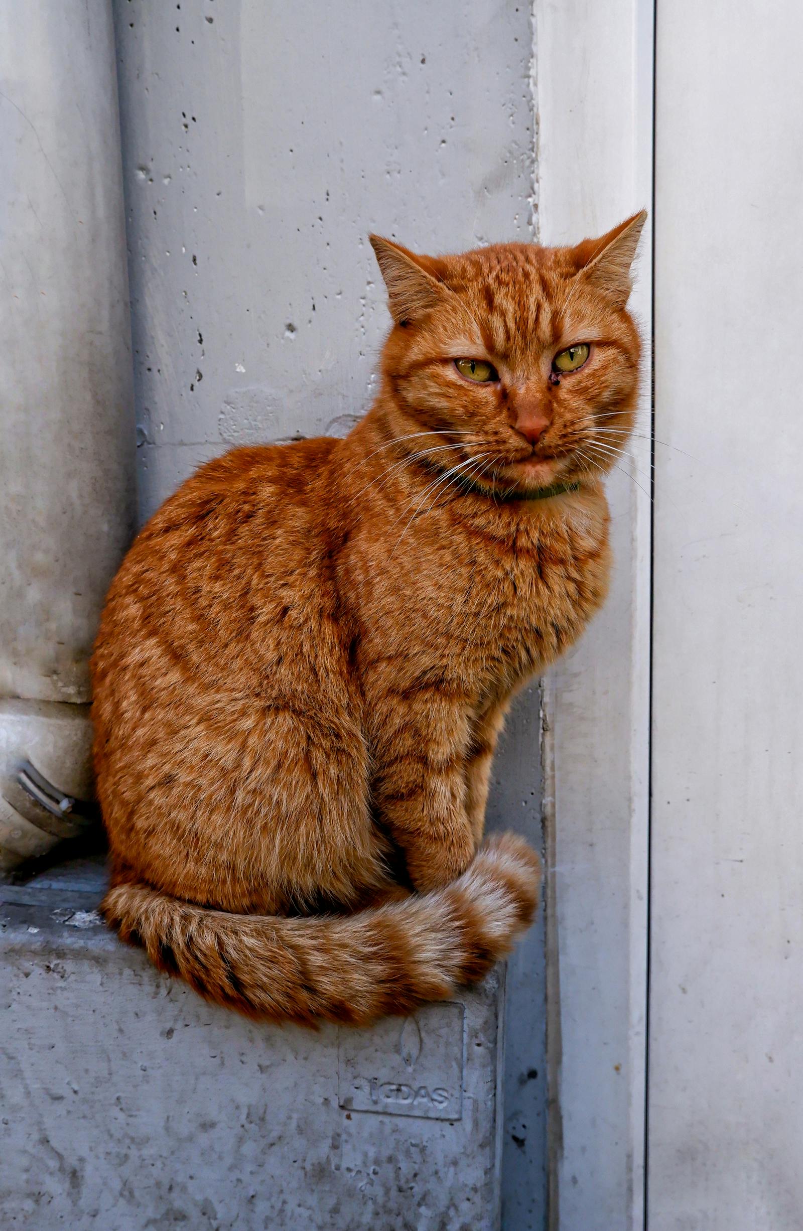 Cat Thinking Photos, Download The BEST Free Cat Thinking Stock Photos ...