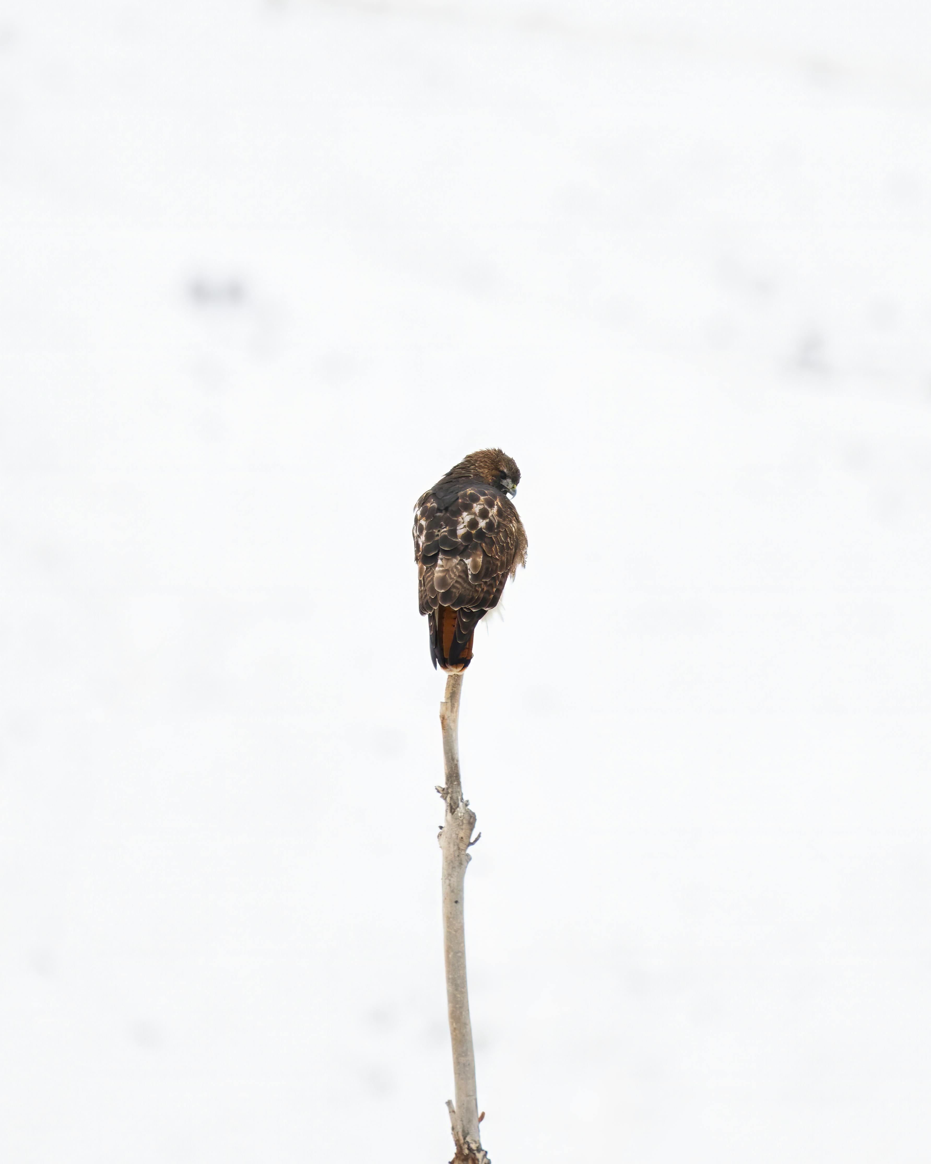 Red-tailed Hawk in Winter · Free Stock Photo