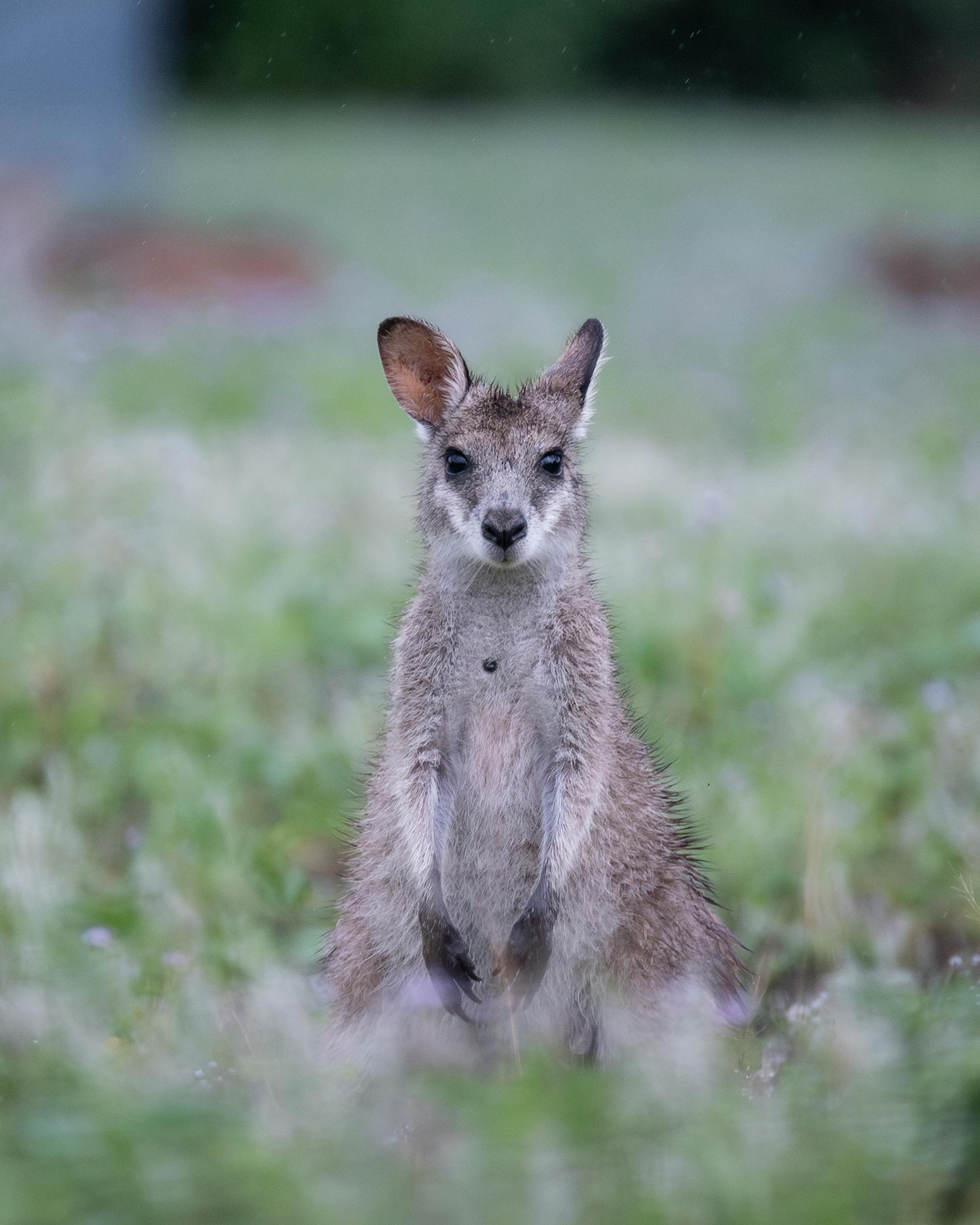 Kangaroo Muscle Photos, Download The BEST Free Kangaroo Muscle Stock ...